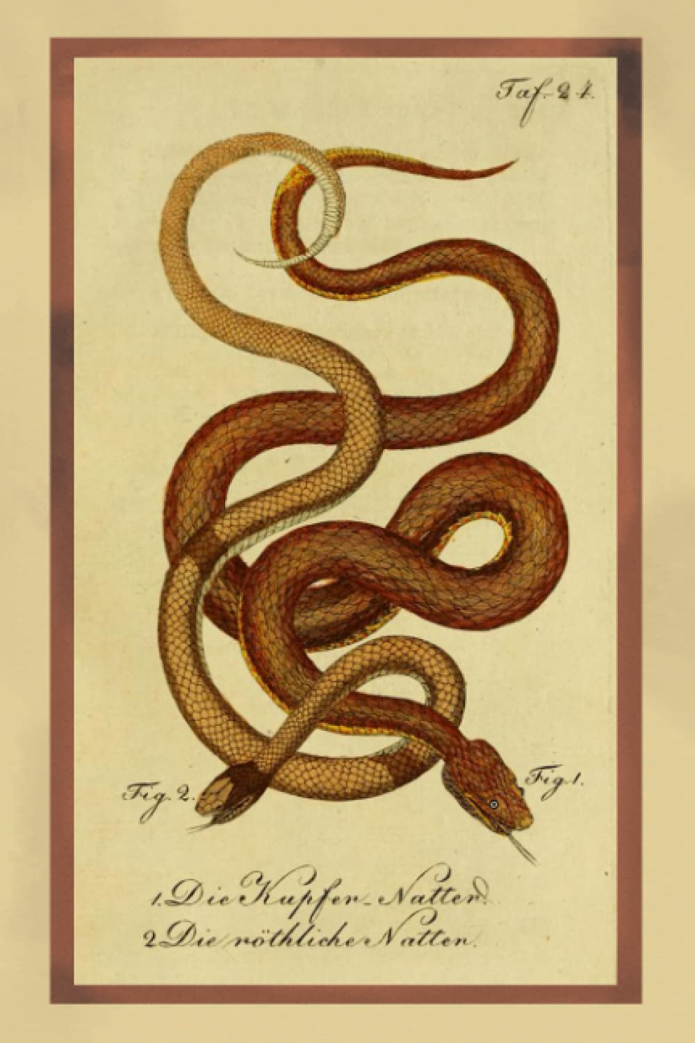 Snake Journal With Really Cool Old Drawing on the Cover by Kevin Shamel ...