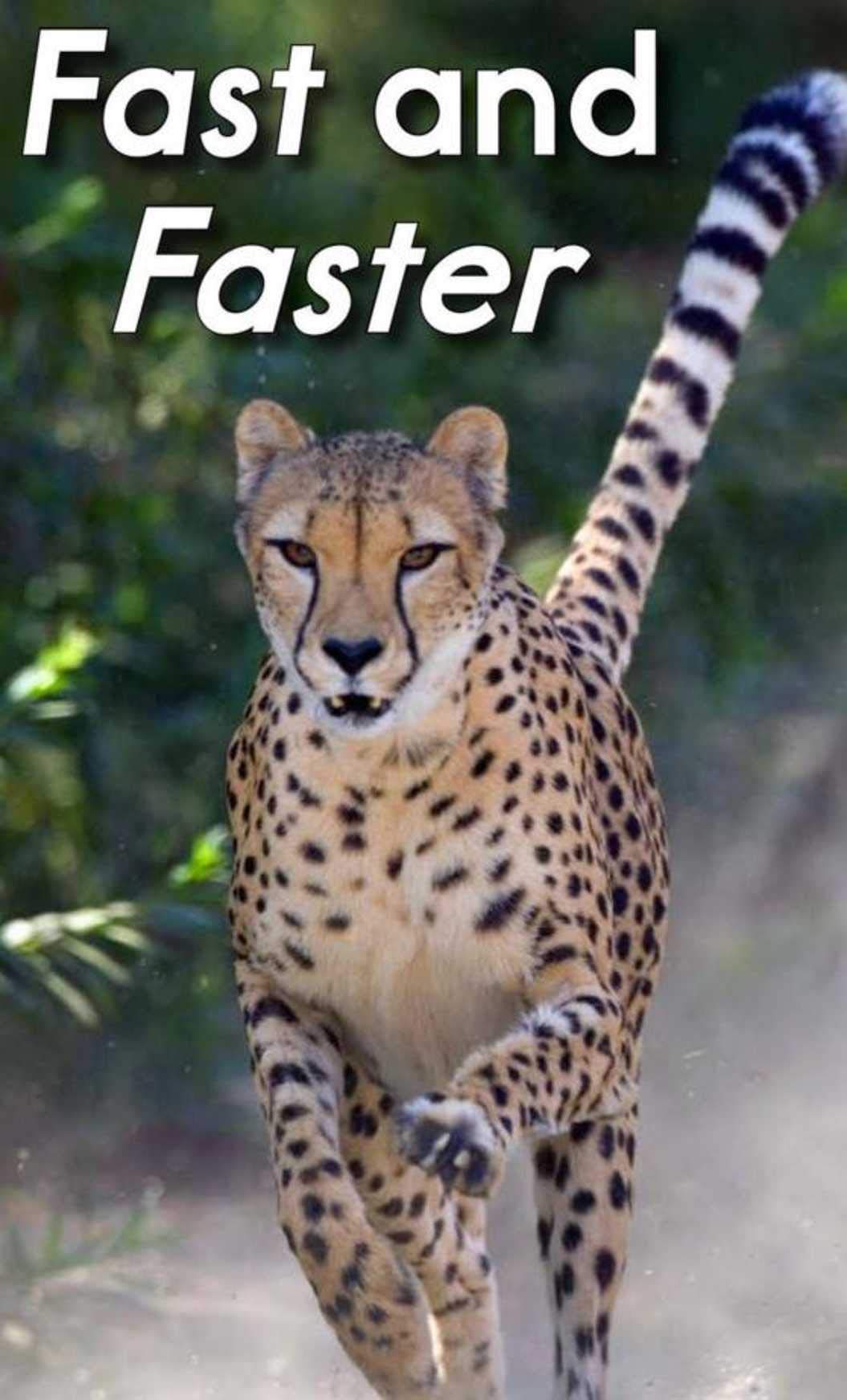 Fast And Faster The World Of Animals By Edward Fisher Goodreads fast-and-faster-the-world-of-animals-by-edward-fisher-goodreads