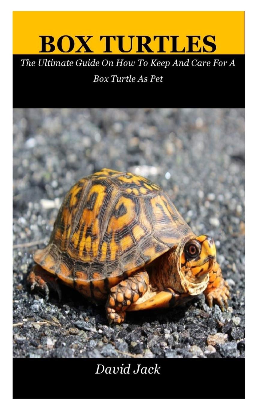 Box Turtles: The Ultimate Guide On How To Keep And Care For A Box ...