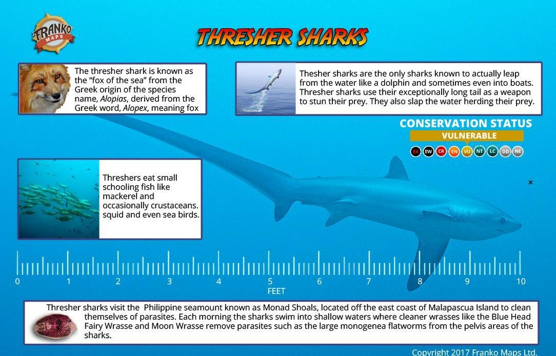 Thresher Sharks Guide & Visayan Sea, Monad Shoal, Philippines Map ...