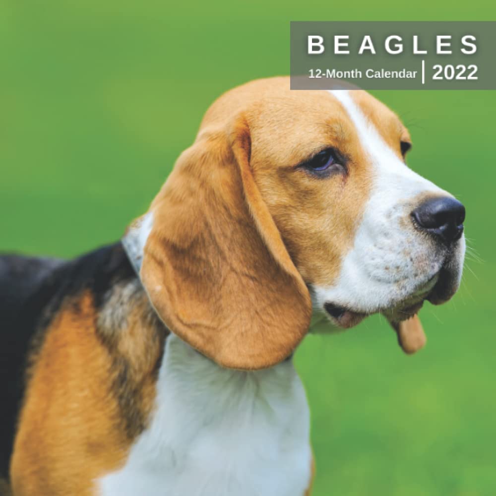 Beagles Calendar 2022 - 12 Months of High-Resolution Beagle Photos ...