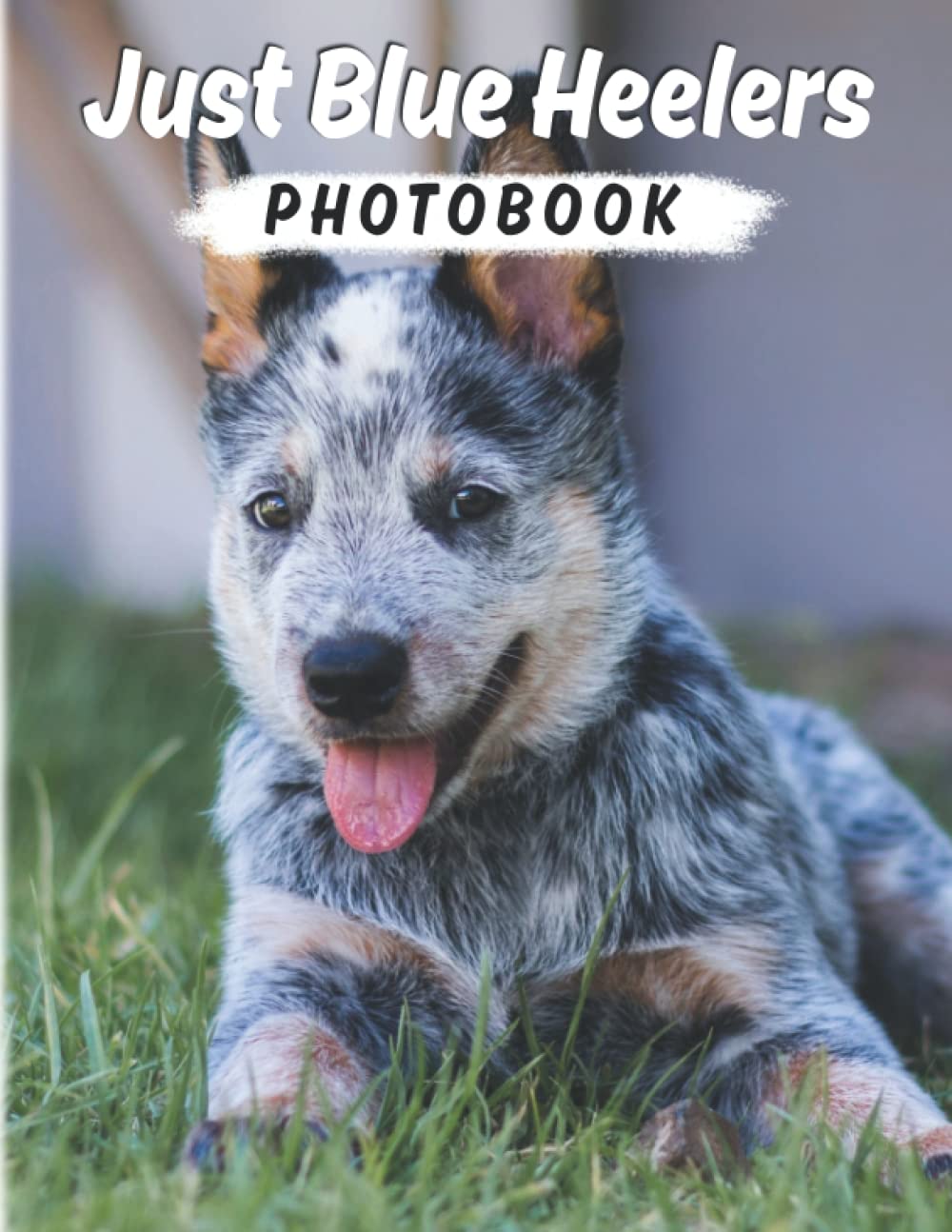Just Blue Heelers Photo Book by Verity Carter | Goodreads