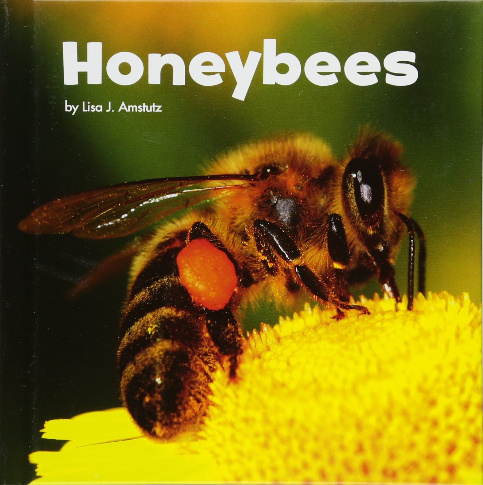 Honeybees (Little Pebble: Little Creatures) by Lisa J. Amstutz | Goodreads