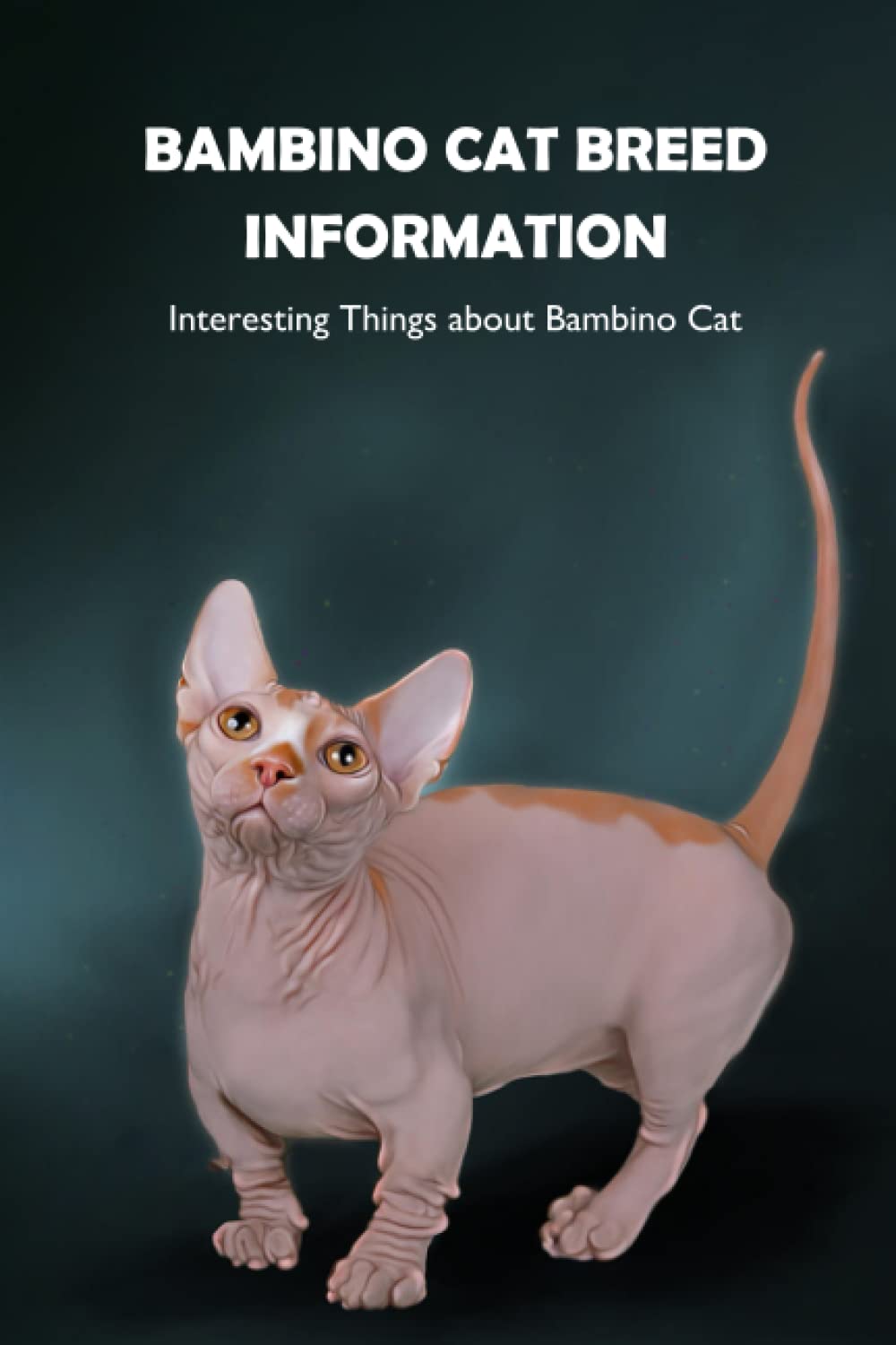 Bambino Cat Breed Information: Interesting Things about Bambino Cat ...