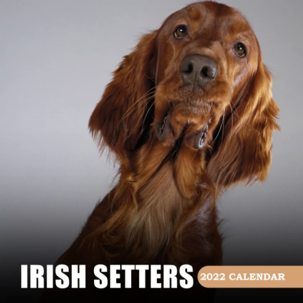 Irish Setters Calendar 2022: Animals dogs Calendar, Cute Gift Idea For ...