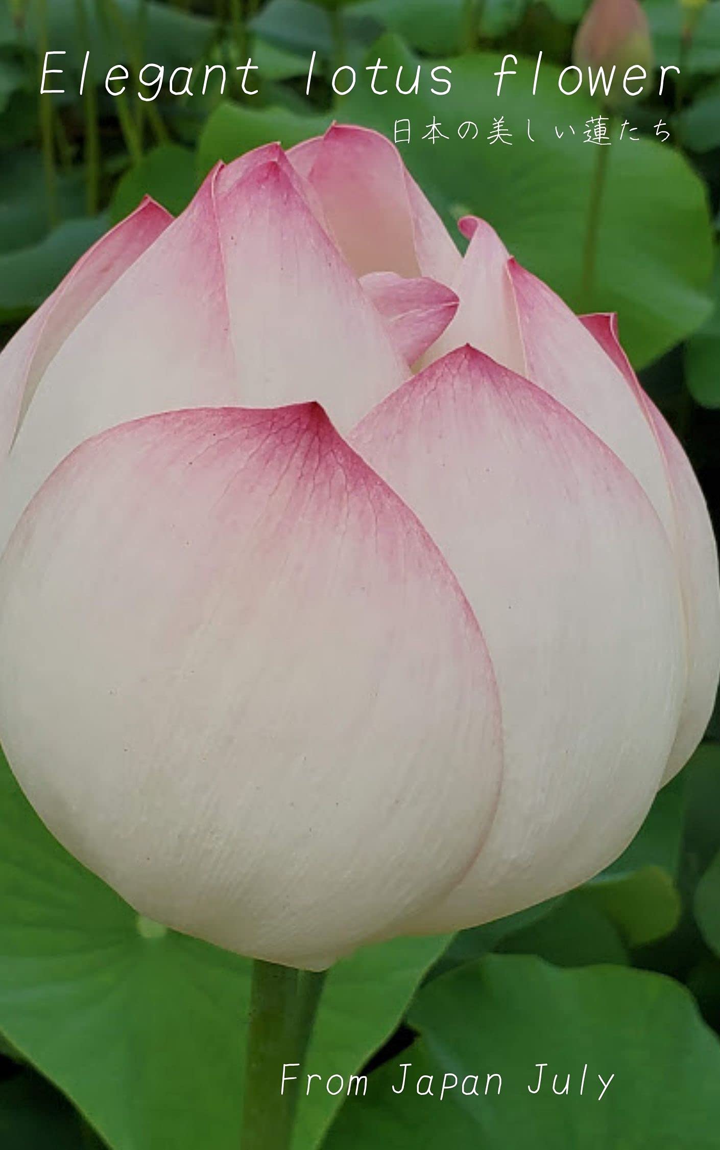 Elegant lotus flower : Delivered to everyone in the world Beautiful ...