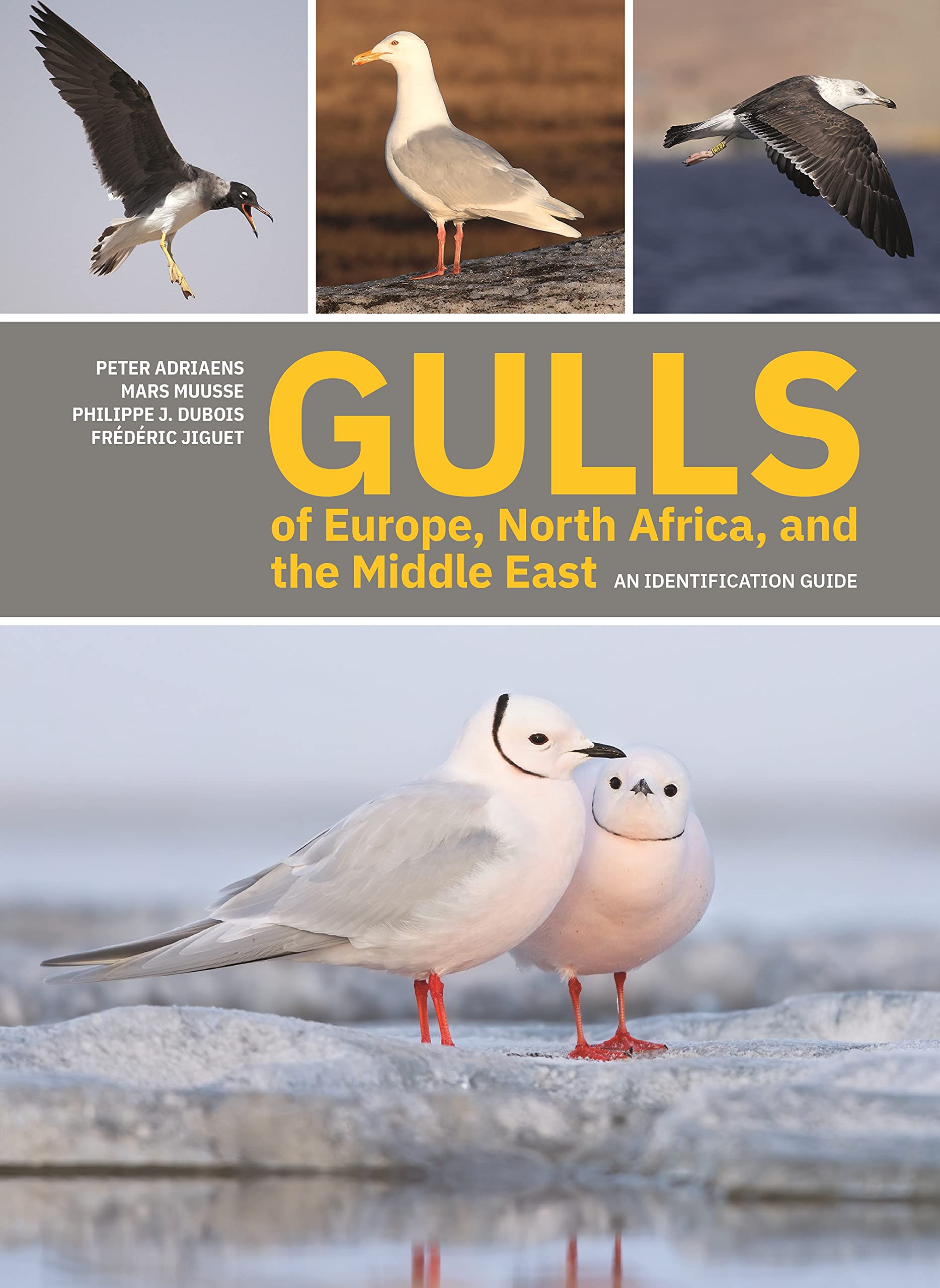 Gulls of Europe, North Africa, and the Middle East: An Identification ...