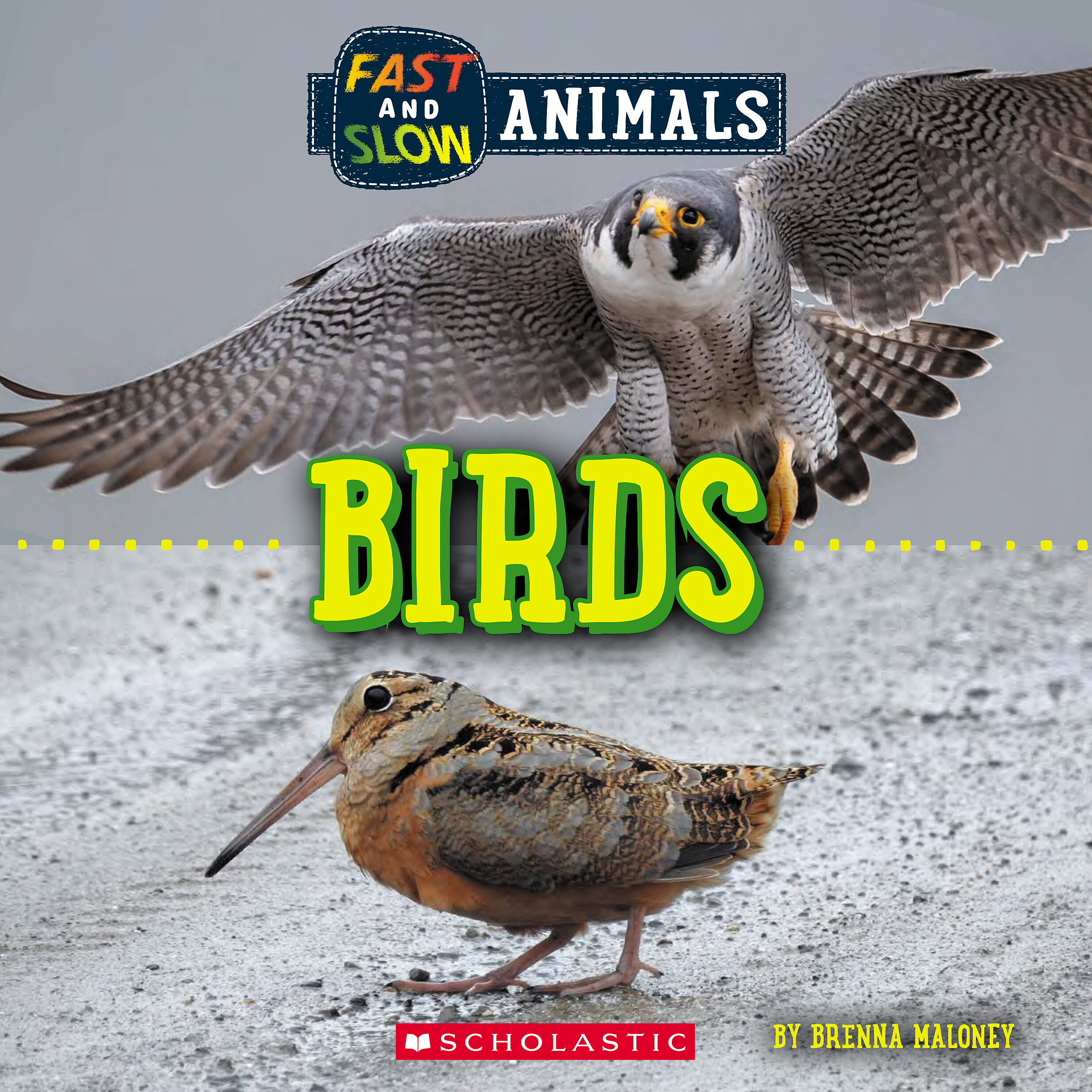 Birds (Wild World: Fast and Slow Animals) by Brenna Maloney | Goodreads