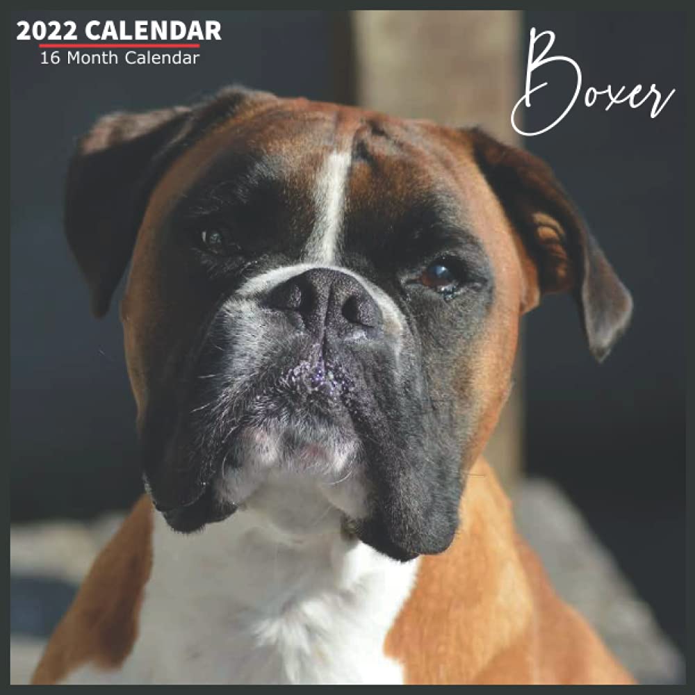 Boxer Calendar 2022: Official Boxer Dogs Calendar 2022, 16 Month ...