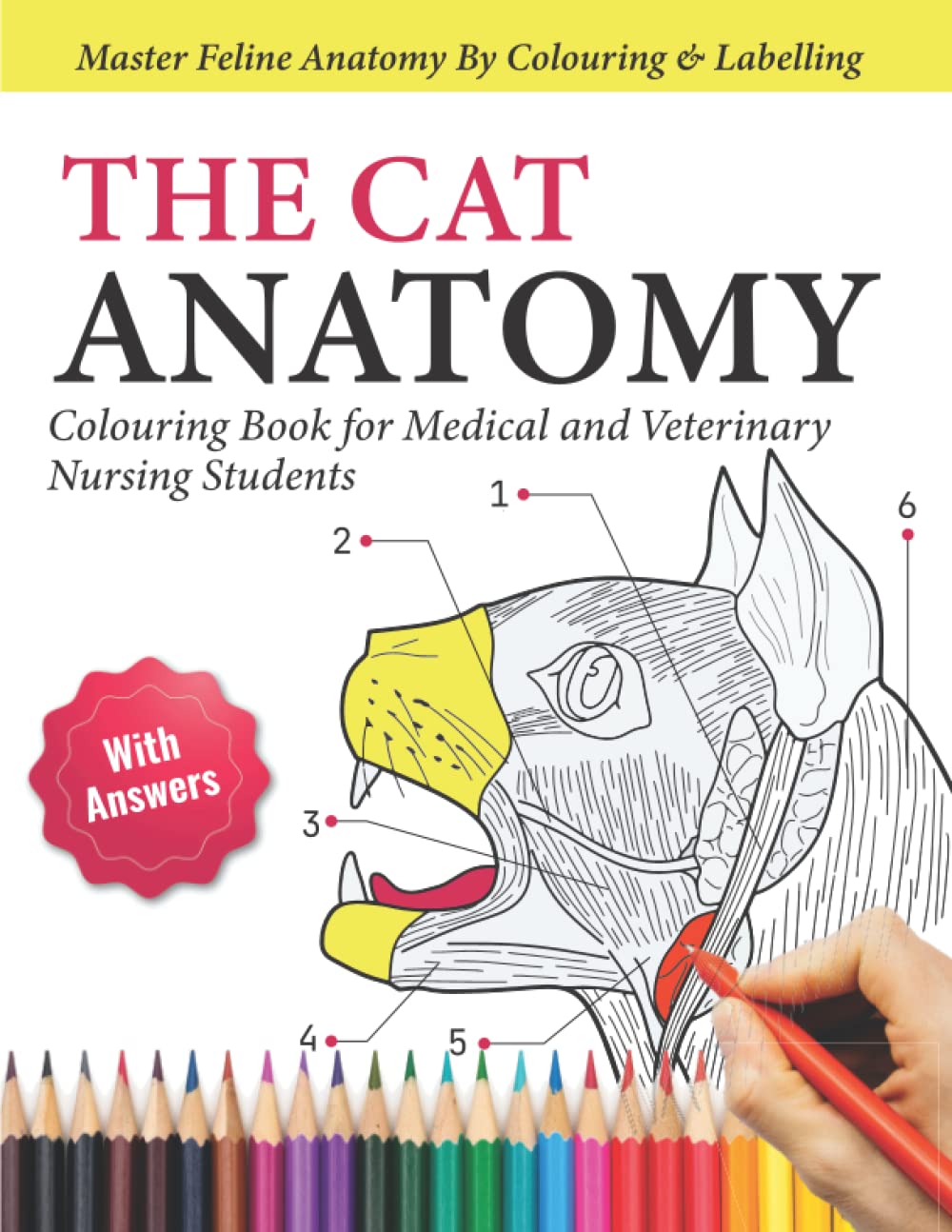 The Cat Anatomy Colouring Book For Medical and Veterinary Nursing ...