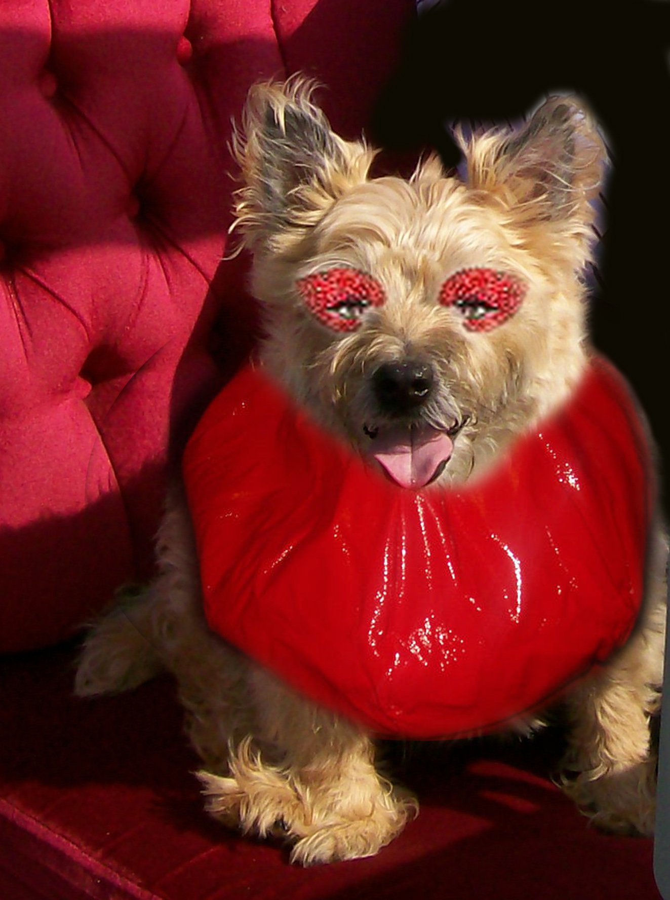 The Lady Bark Bark Calendar in aid of Dog Charities and Comic Relief by ...