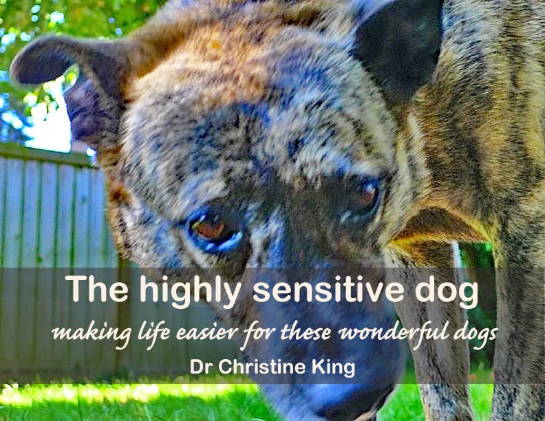 The highly sensitive dog: making life easier for these wonderful dogs ...