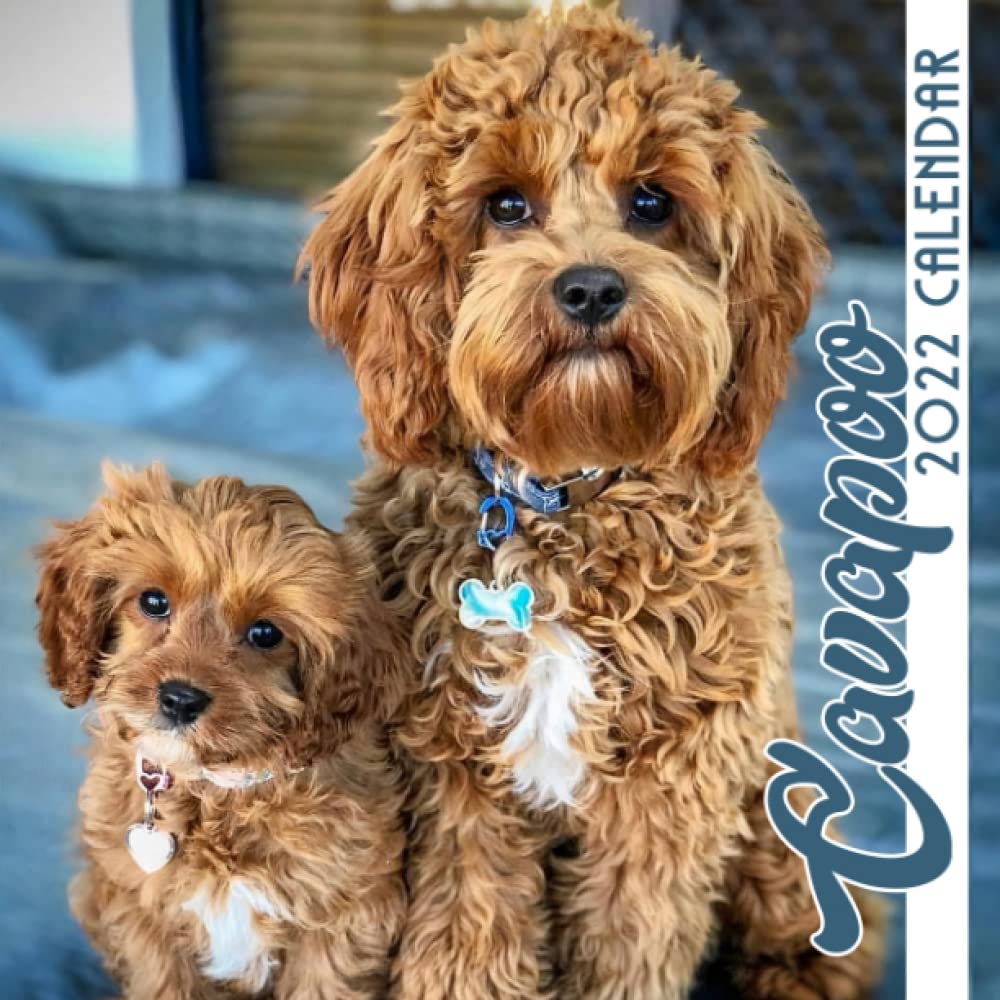 Cavapoo 2022 Calendar: Just Cavapoo Squared Monthly Calendar Mini ...