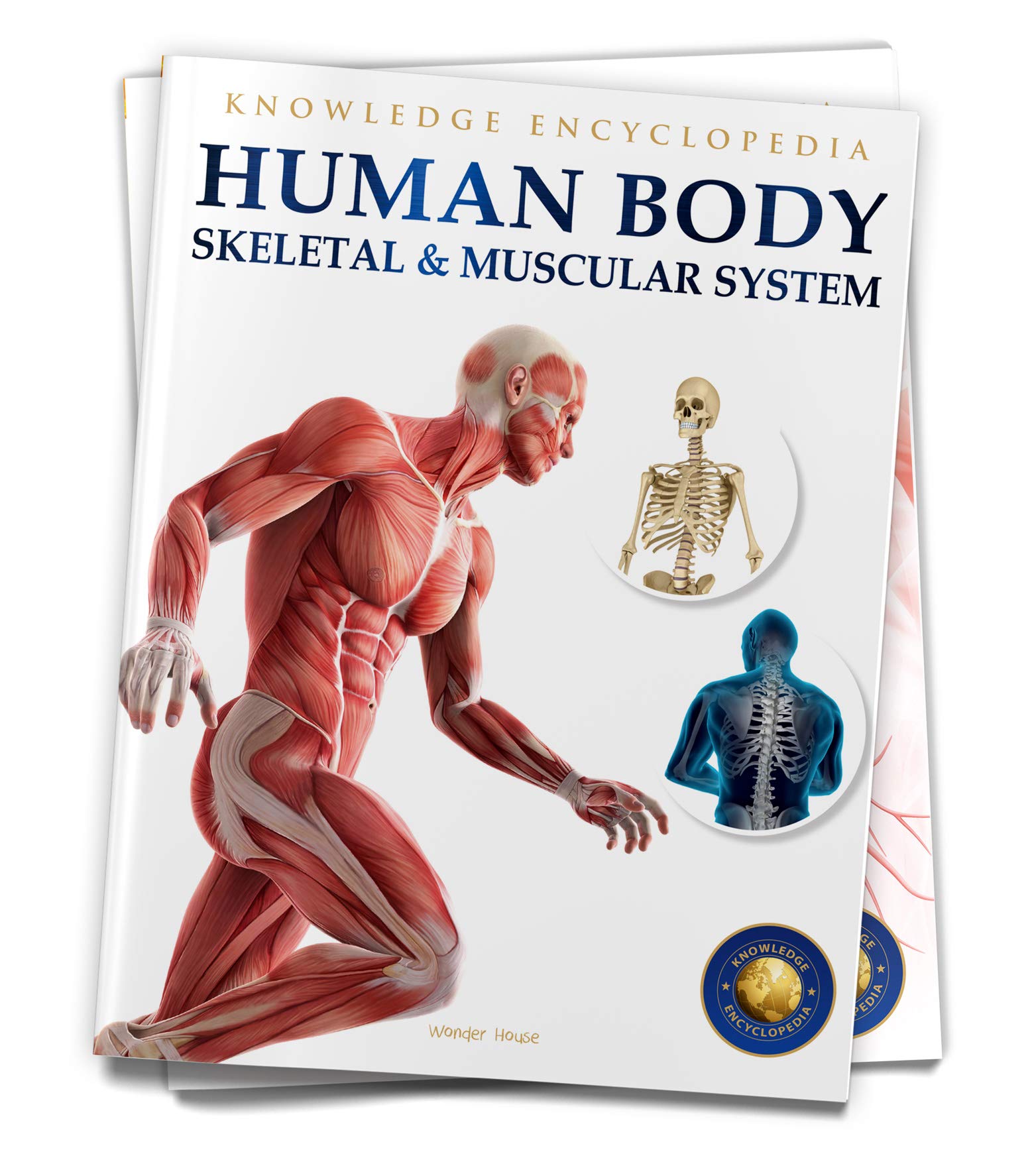 Human Body - Skeletal And Muscular System: Knowledge Encyclopedia For ...