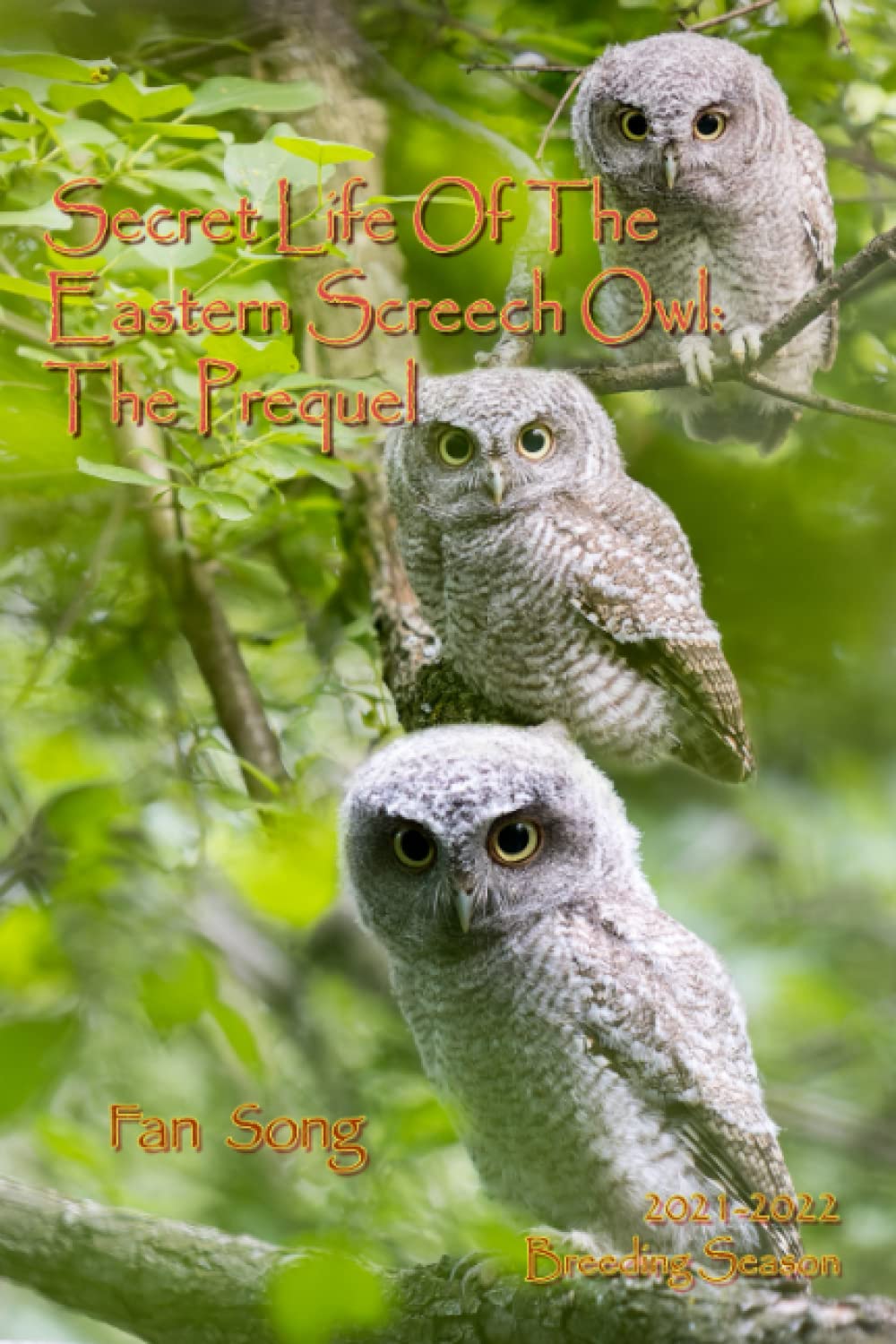 Secret Life of the Eastern Screech Owl - The Prequel: Breeding Season ...