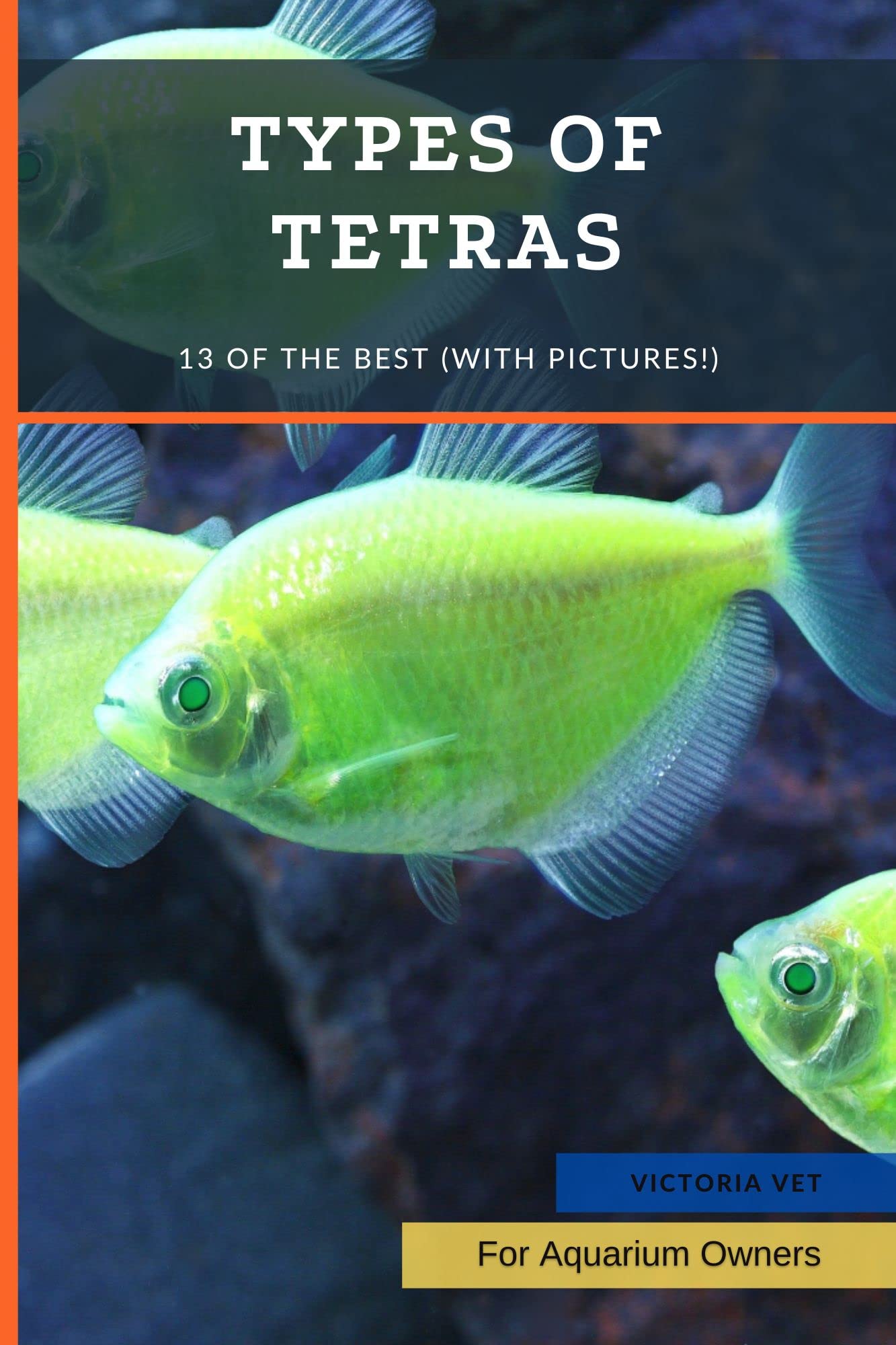 Types Of Tetras: 13 Of The Best (With Pictures!) by Victoria Vet ...