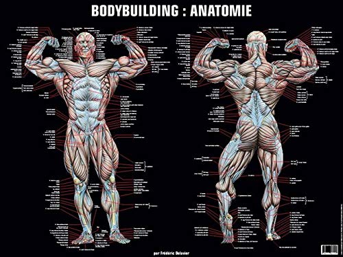 POSTER BODYBUILDING ANATOMIE by DELAVIER F | Goodreads