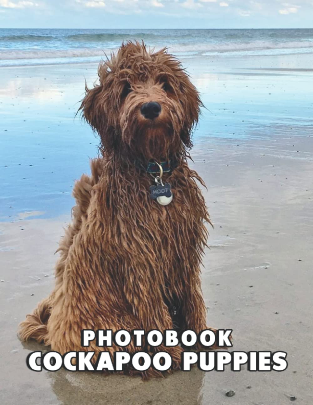 A Photo Book Of Cockapoo Puppies: Compelling Photos Collection Of ...