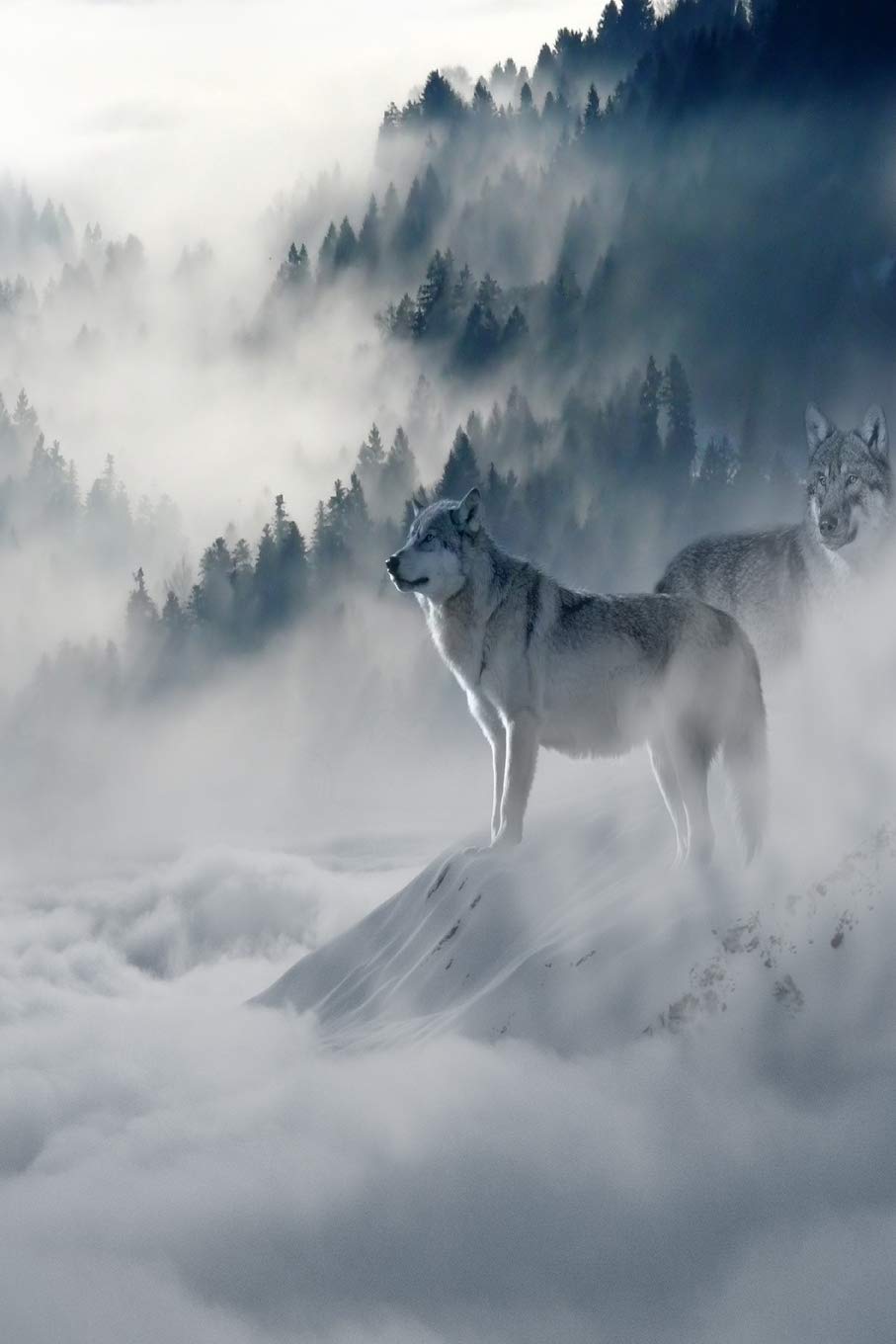WOLVES IN THE FOG: Wolves hunt together for their preferred prey, large ...