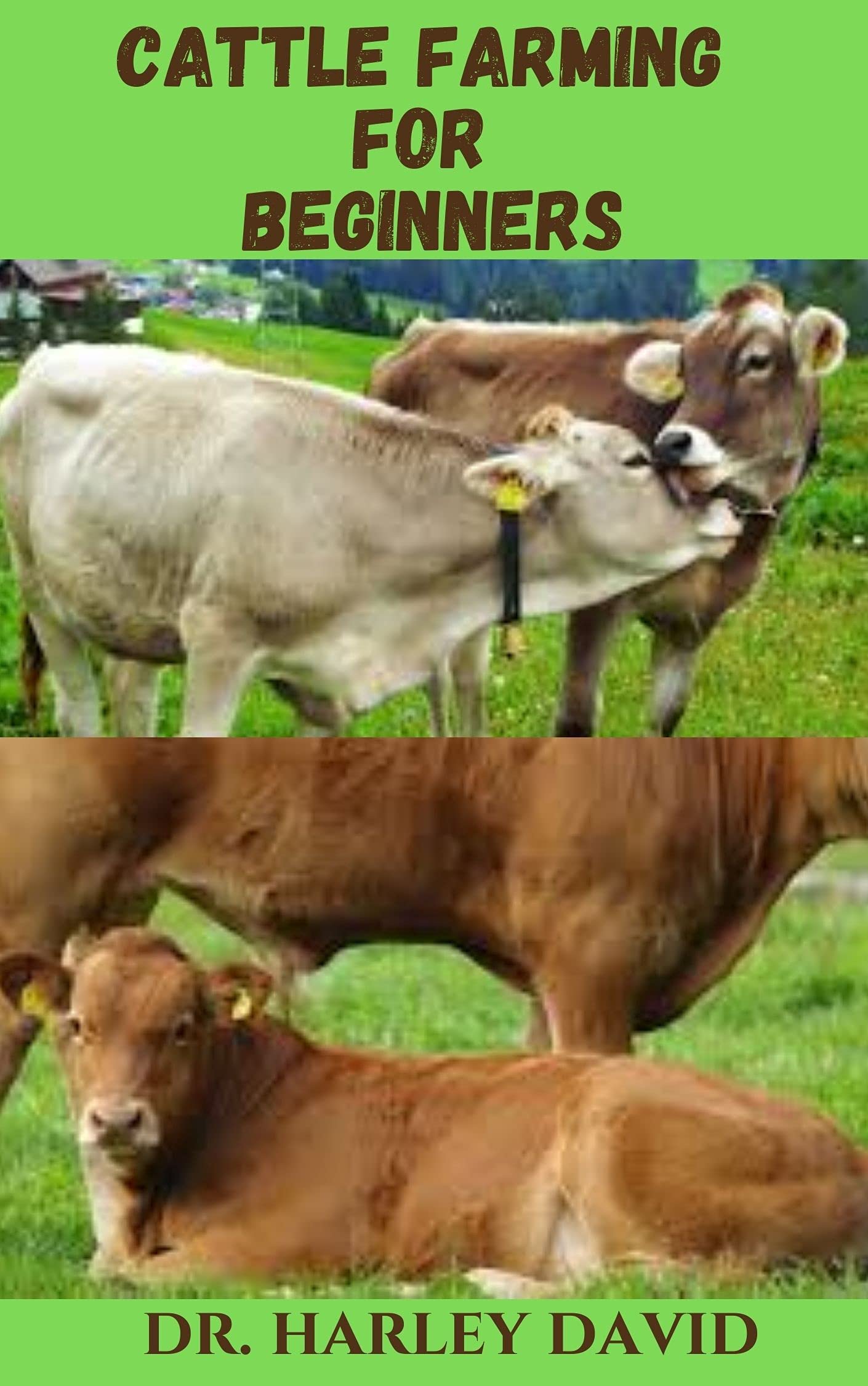 CATTLE FARMING FOR BEGINNERS: Experts Guide on Purchasing Cows ...