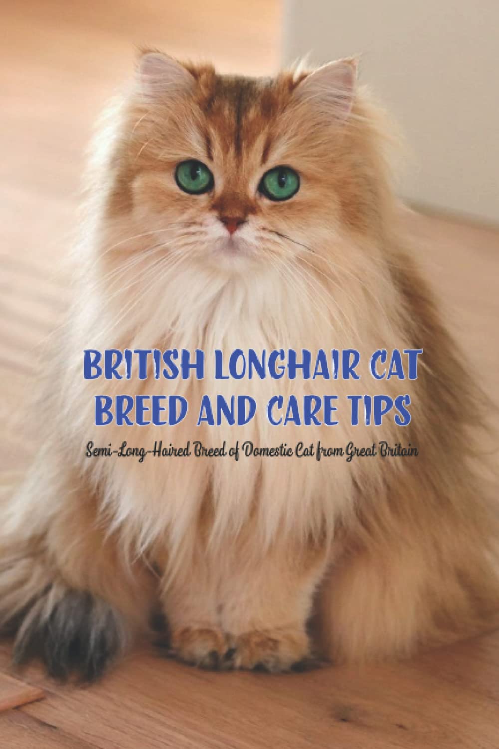 British Longhair Cat Breed and Care Tips: Semi-Long-Haired Breed of ...