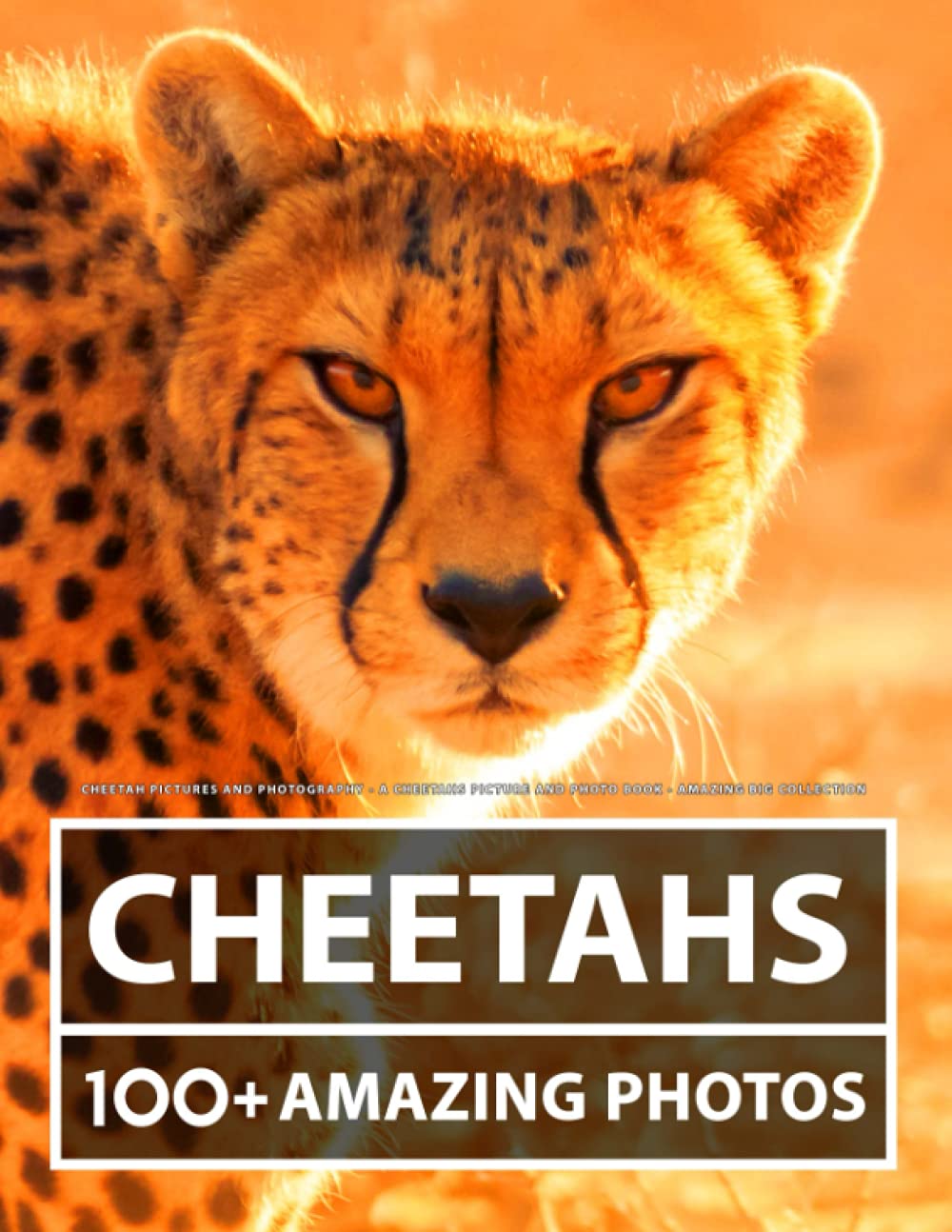 Cheetah Pictures and Photography - A Cheetahs Picture and Photo Book ...