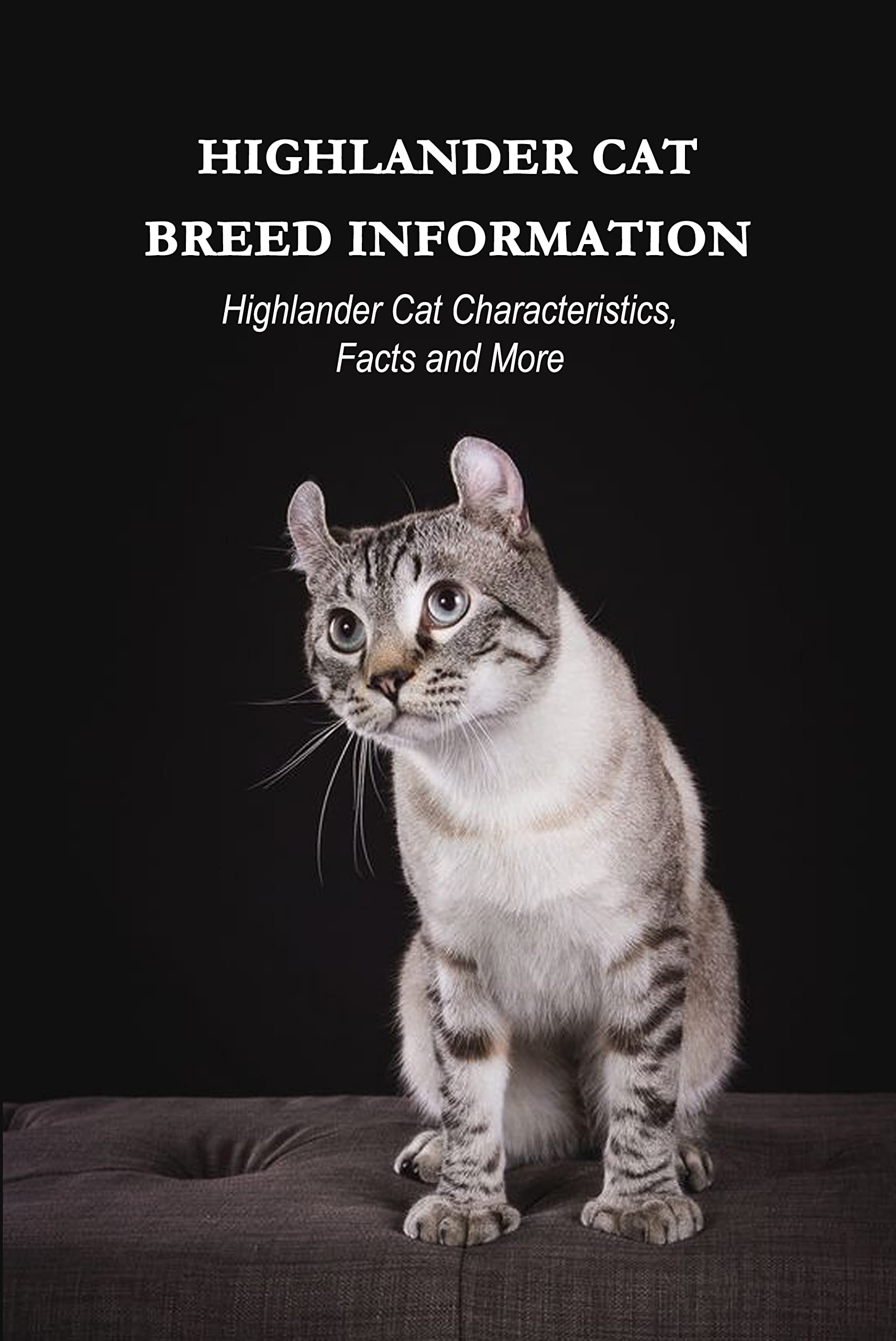 Highlander Cat Breed Information: Highlander Cat Characteristics, Facts ...