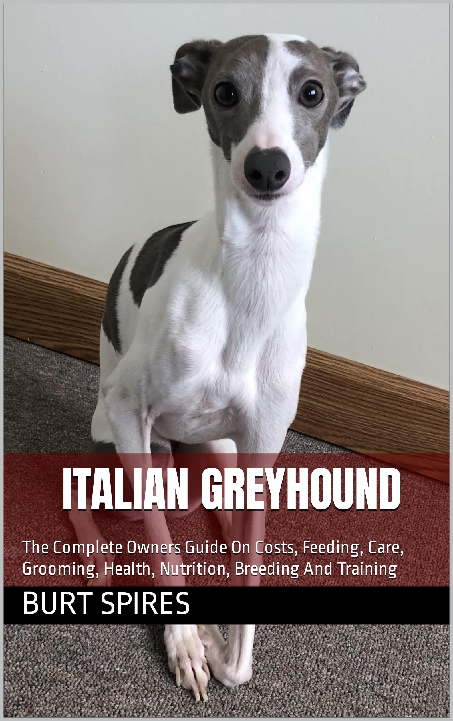 Italian Greyhound: The Complete Owners Guide On Costs, Feeding, Care ...