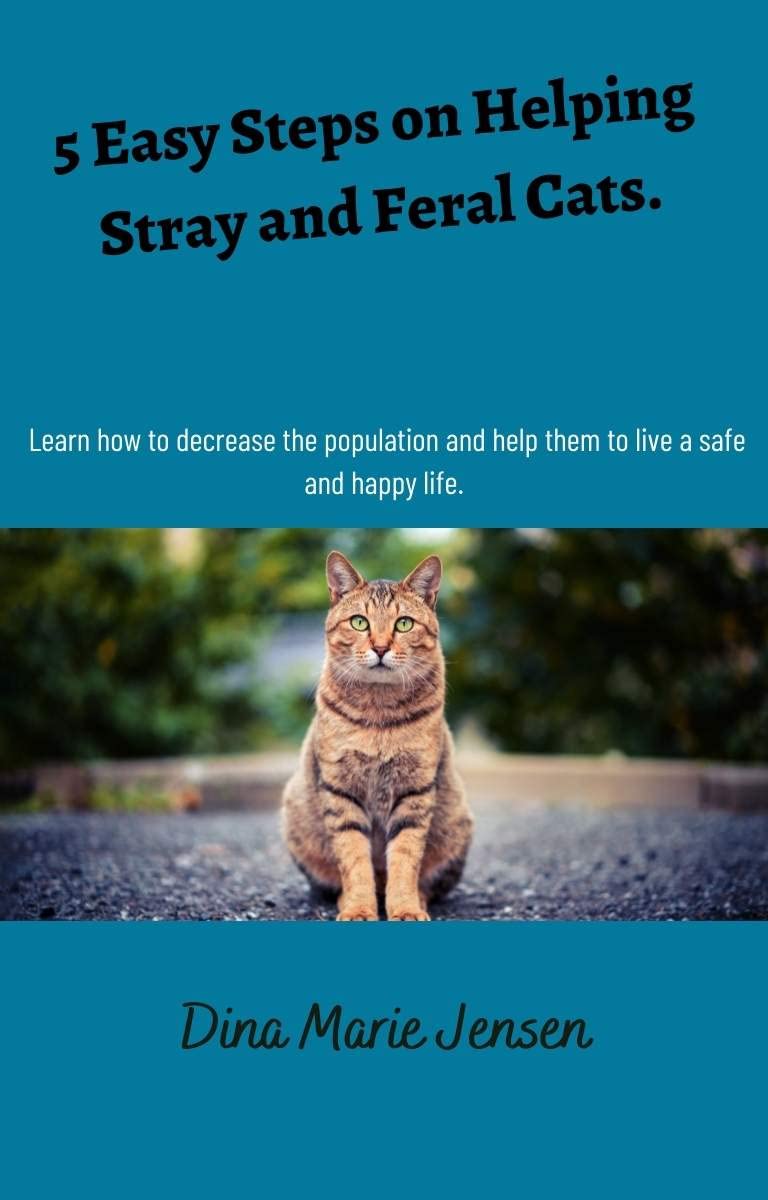 5 Easy Steps on Helping Stray and Feral cats: Learn how to help ...
