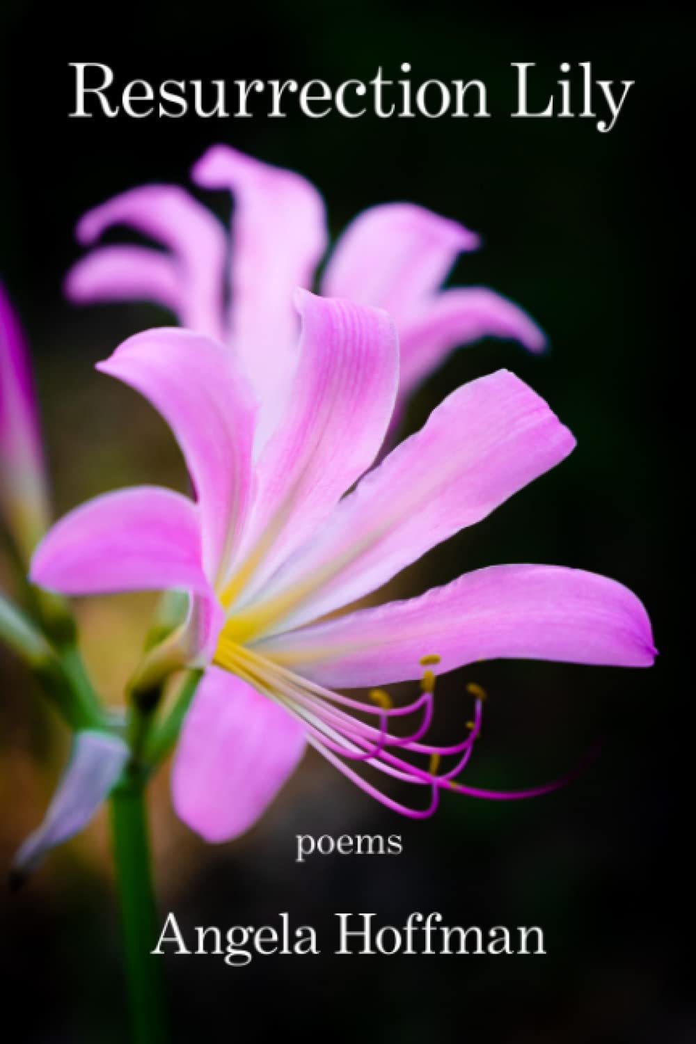 Resurrection Lily by Angela Hoffman | Goodreads