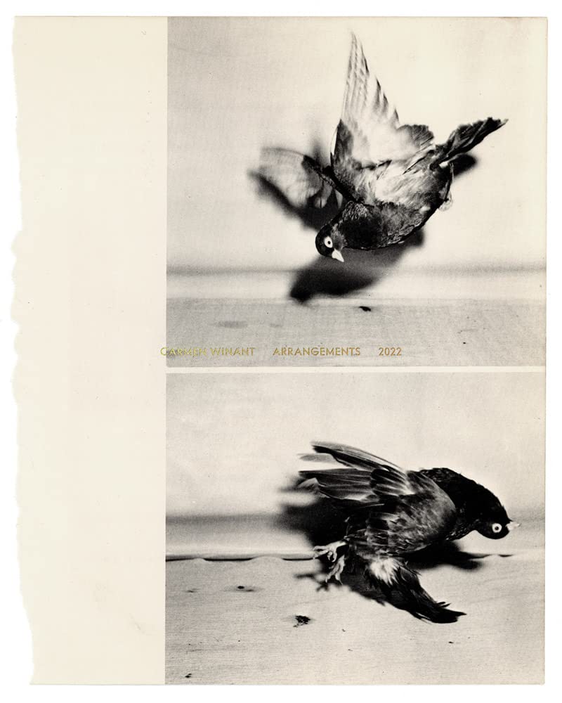 Carmen Winant: Arrangements by Carmen Winant | Goodreads