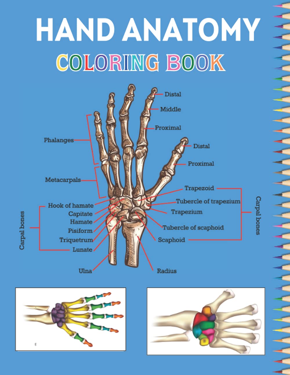 Hand Anatomy Coloring Book: Human Hand Anatomy Student's Self-test ...