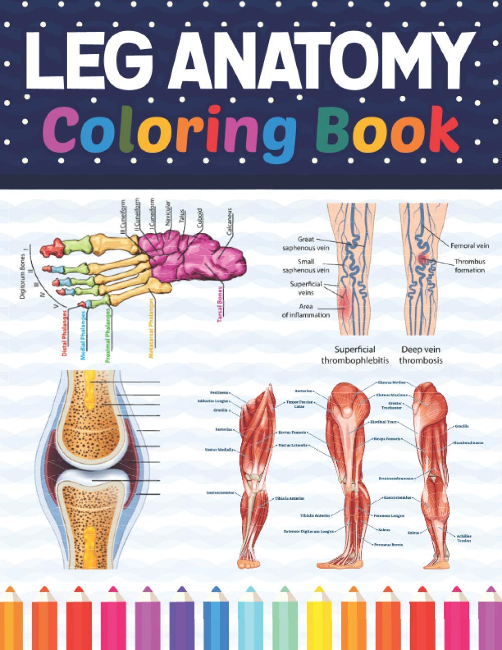 Leg Anatomy Coloring Book: Human Leg and Human Anatomy Learning ...