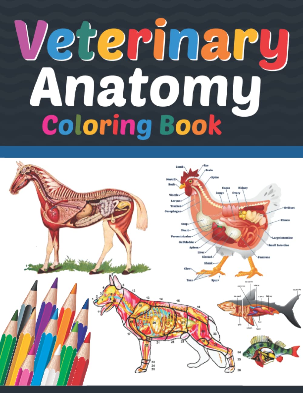 Veterinary Anatomy Coloring Book: Veterinary Anatomy Coloring Book For ...