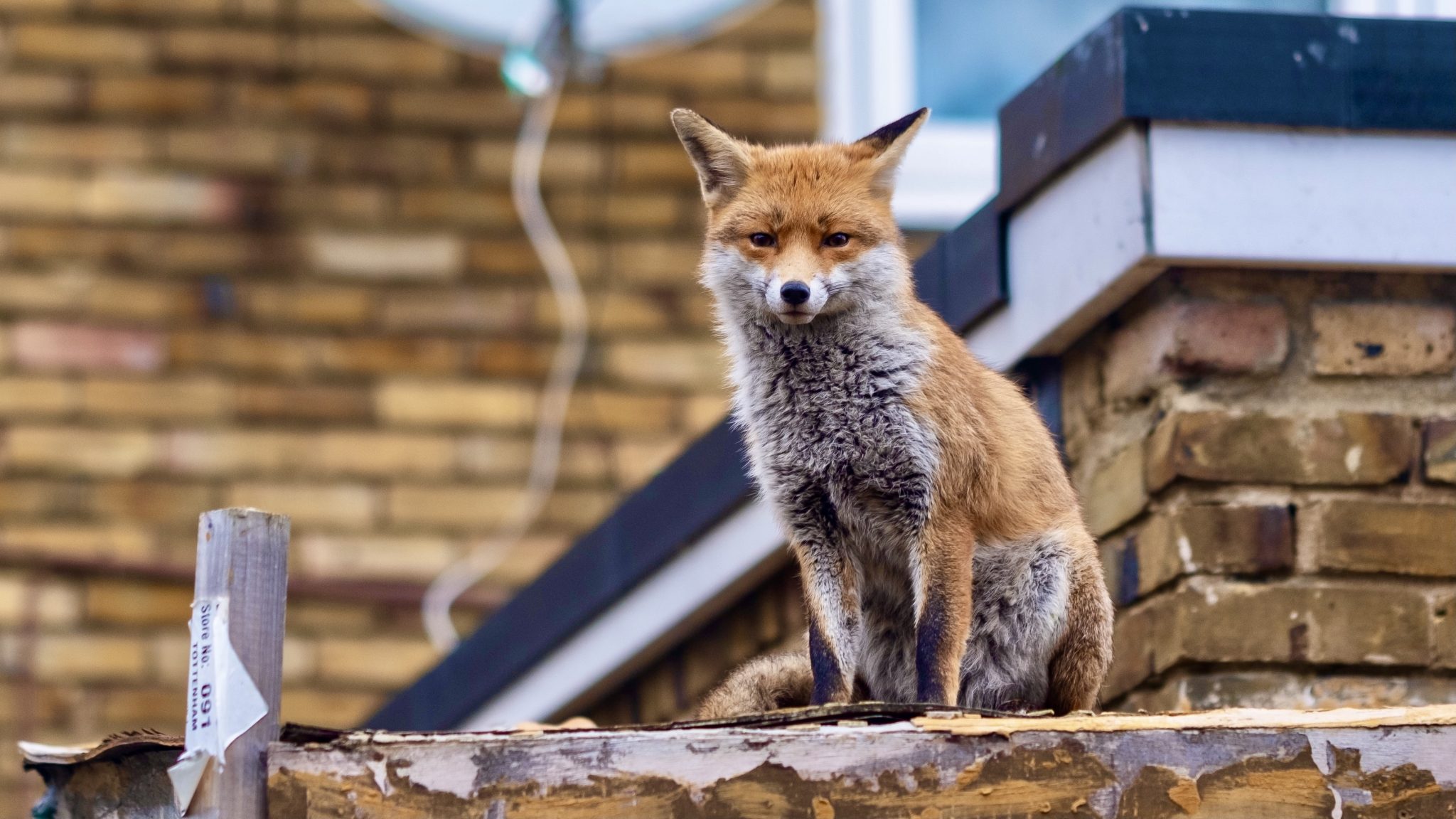 London Foxes by Kaliane Bradley | Goodreads