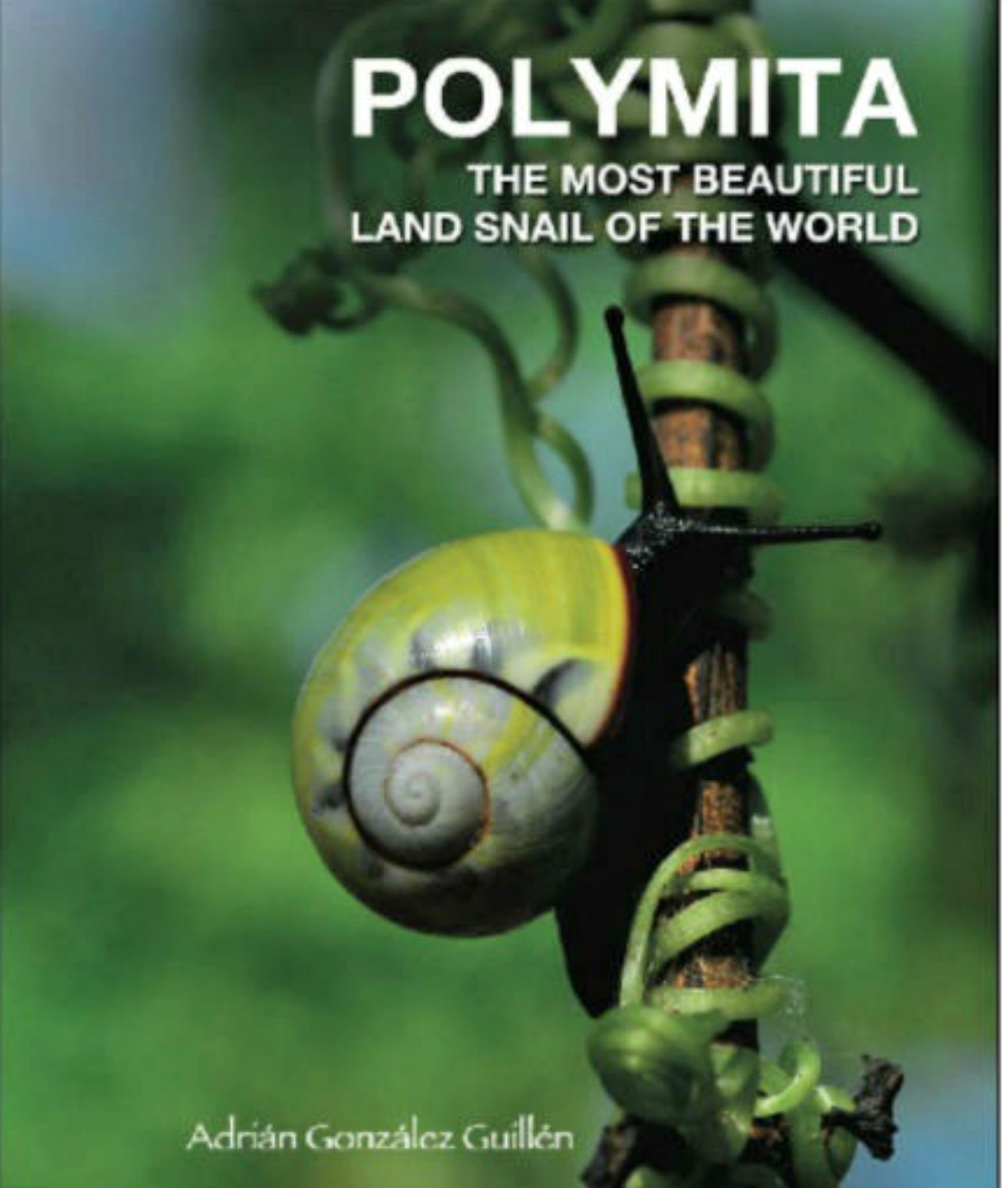 Polymita - The Most Beautiful Land Snail of the World by Adrian ...
