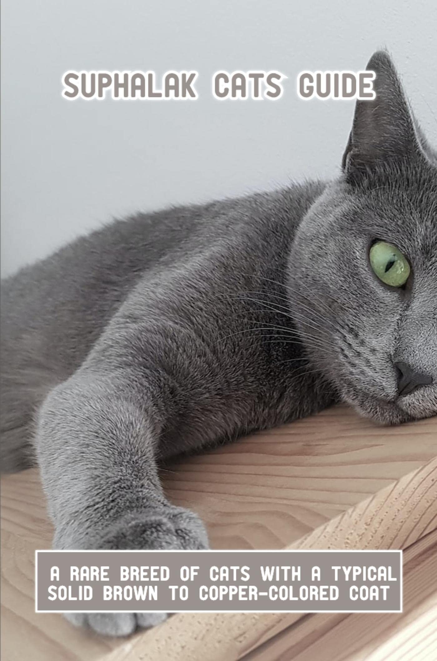 Suphalak Cats Guide: A Rare Breed Of Cats With A Typical Solid Brown To ...
