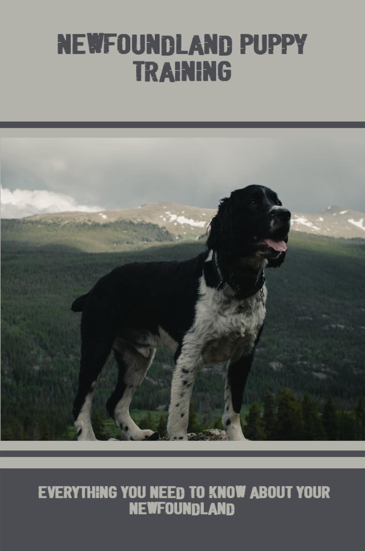 Newfoundland Puppy Training: Everything You Need To Know About Your ...