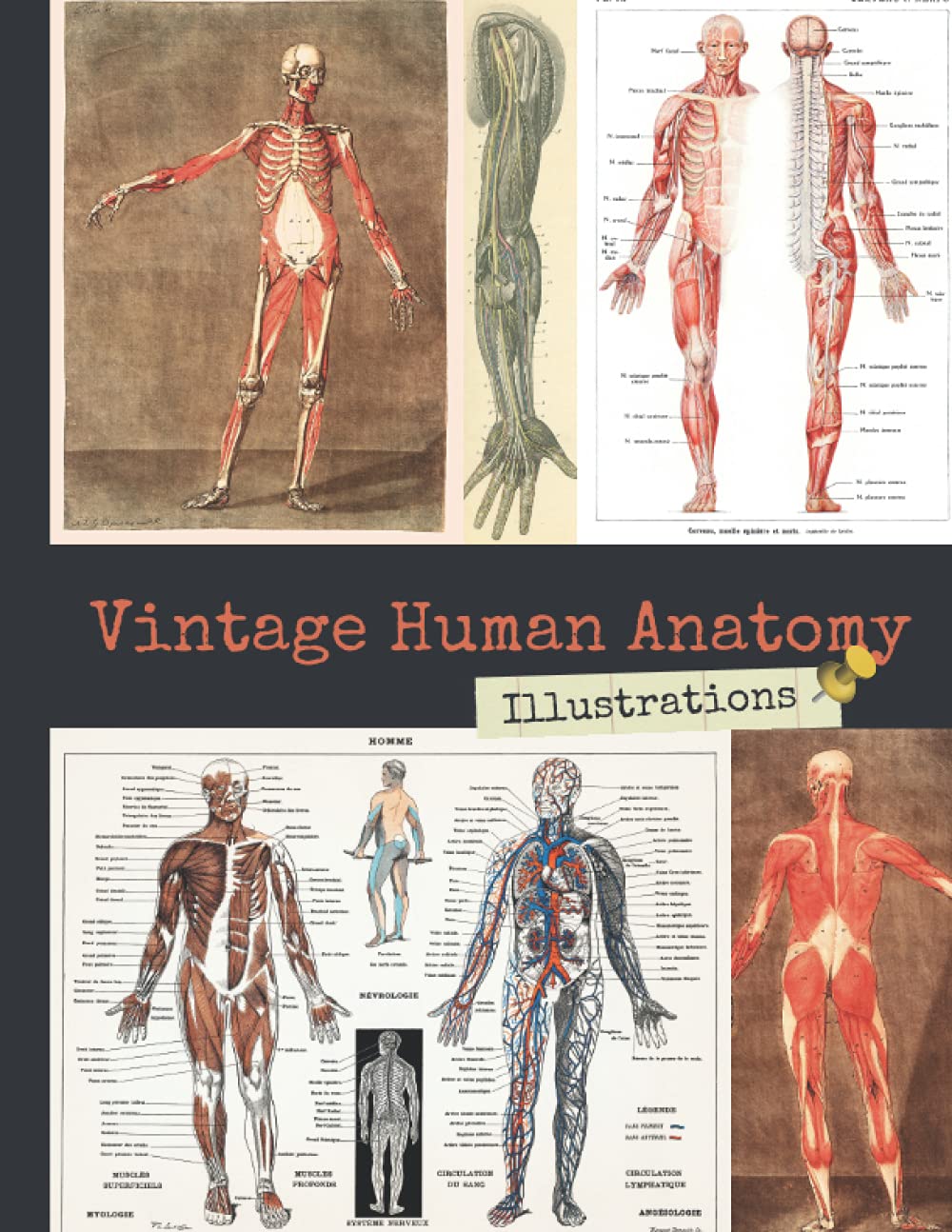 Vintage Human Anatomy Illustrations: Antique Medical Book Drawings of ...