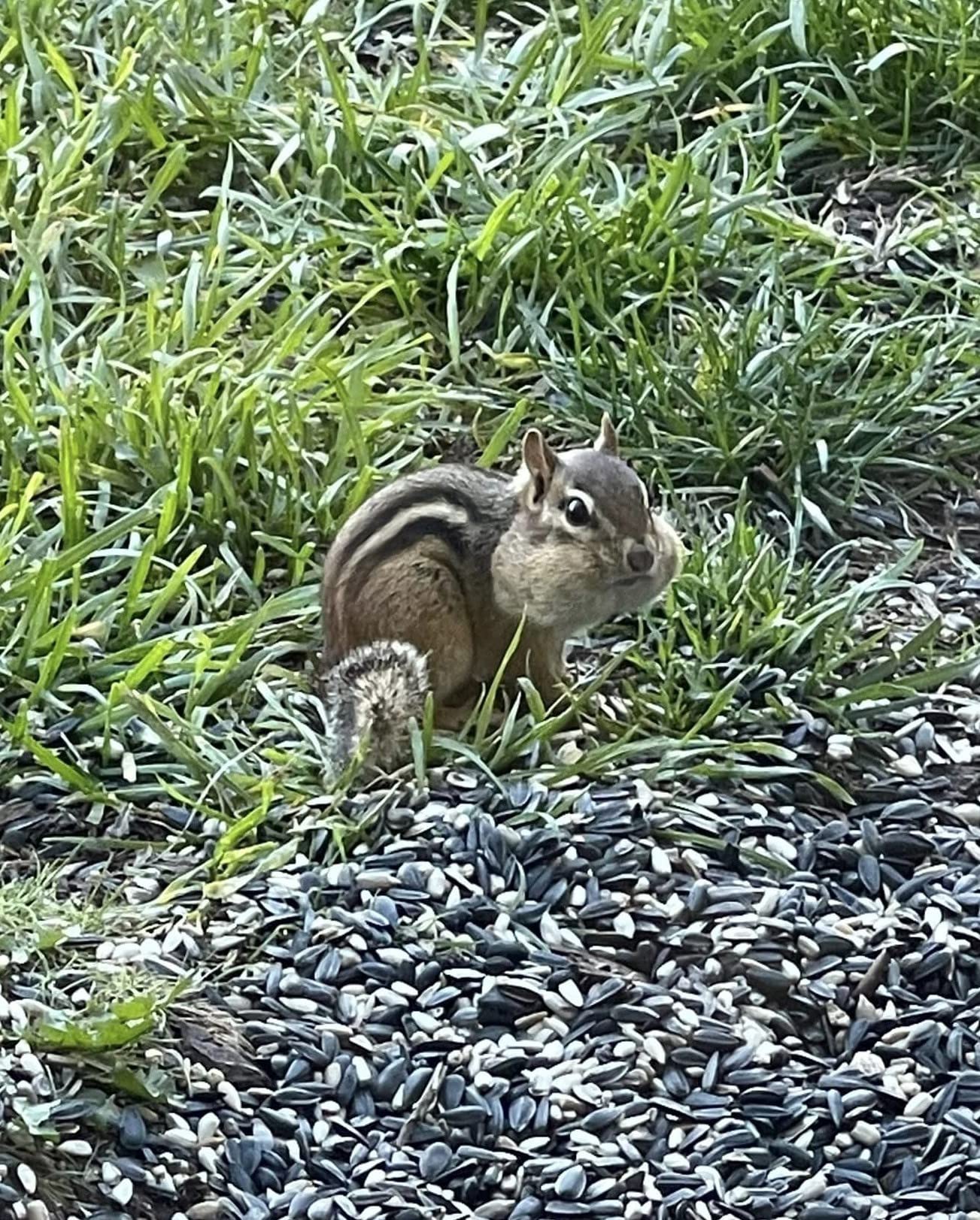 Snuffy The Hungry Chipmunk by Mark French | Goodreads