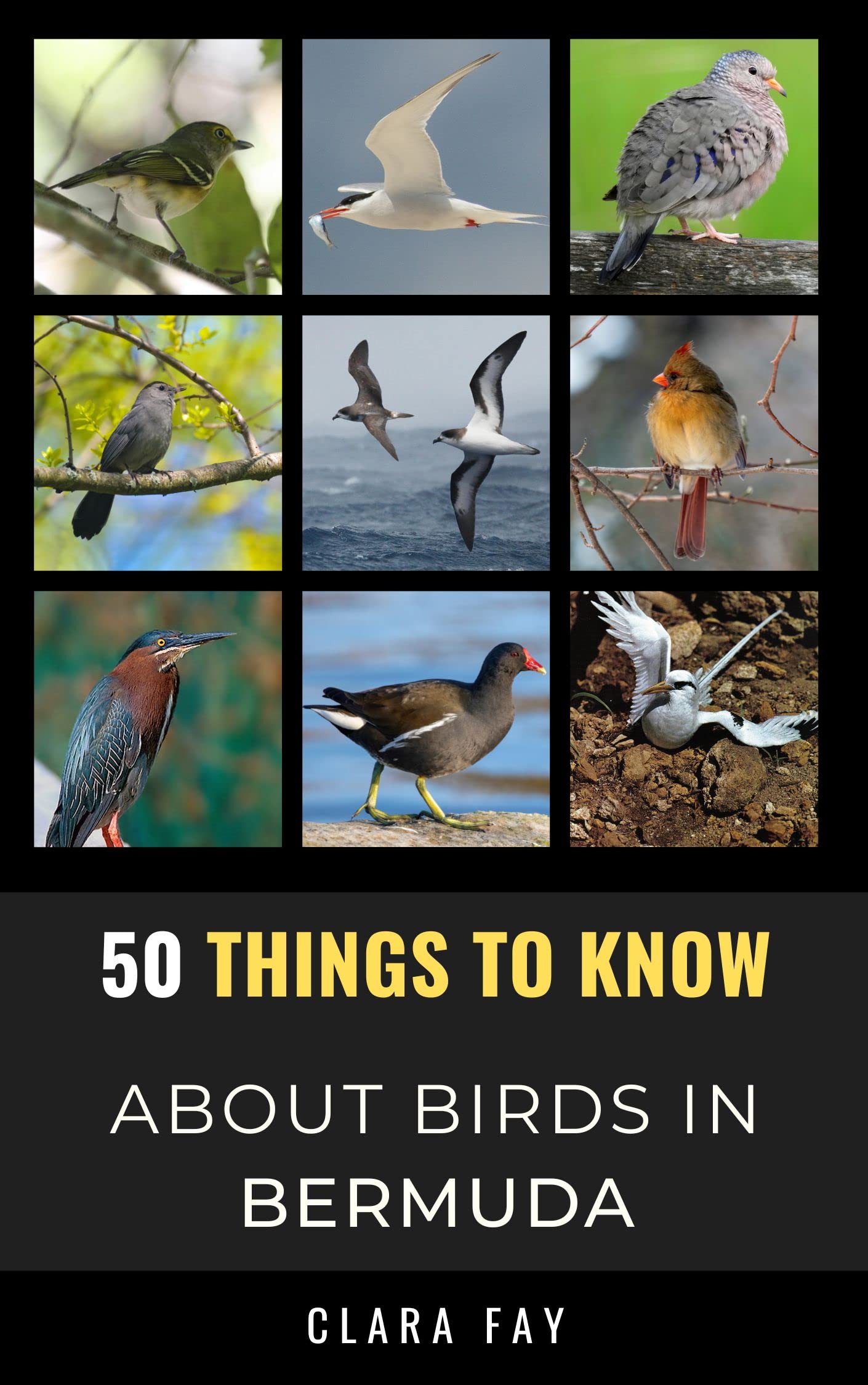 50 Things to Know About Birds in Bermuda : Birding in a Sub-tropical ...