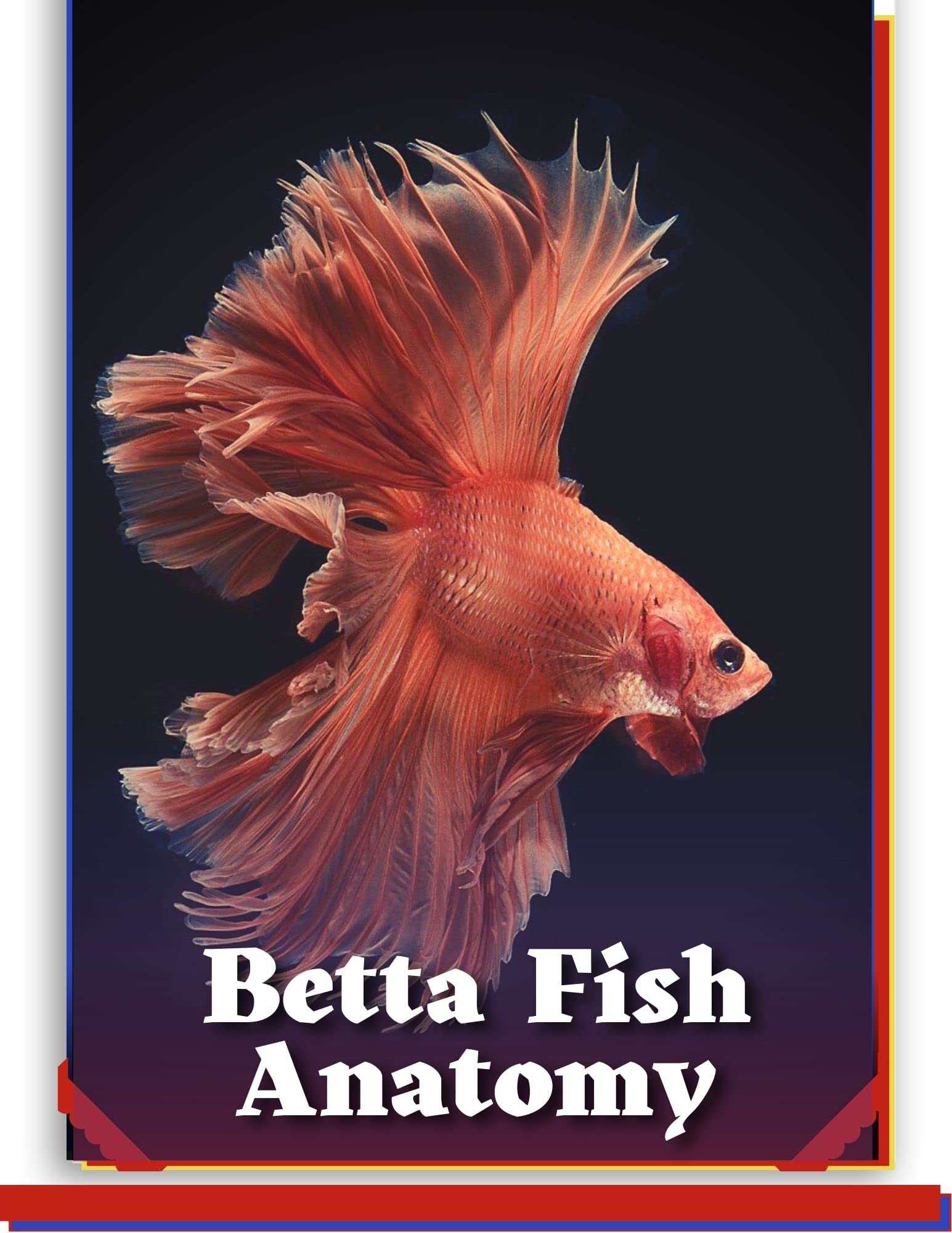 BETTA FISH ANATOMY : UNDERSTANDING THE BETTA FISH ANATOMY by Jason ...