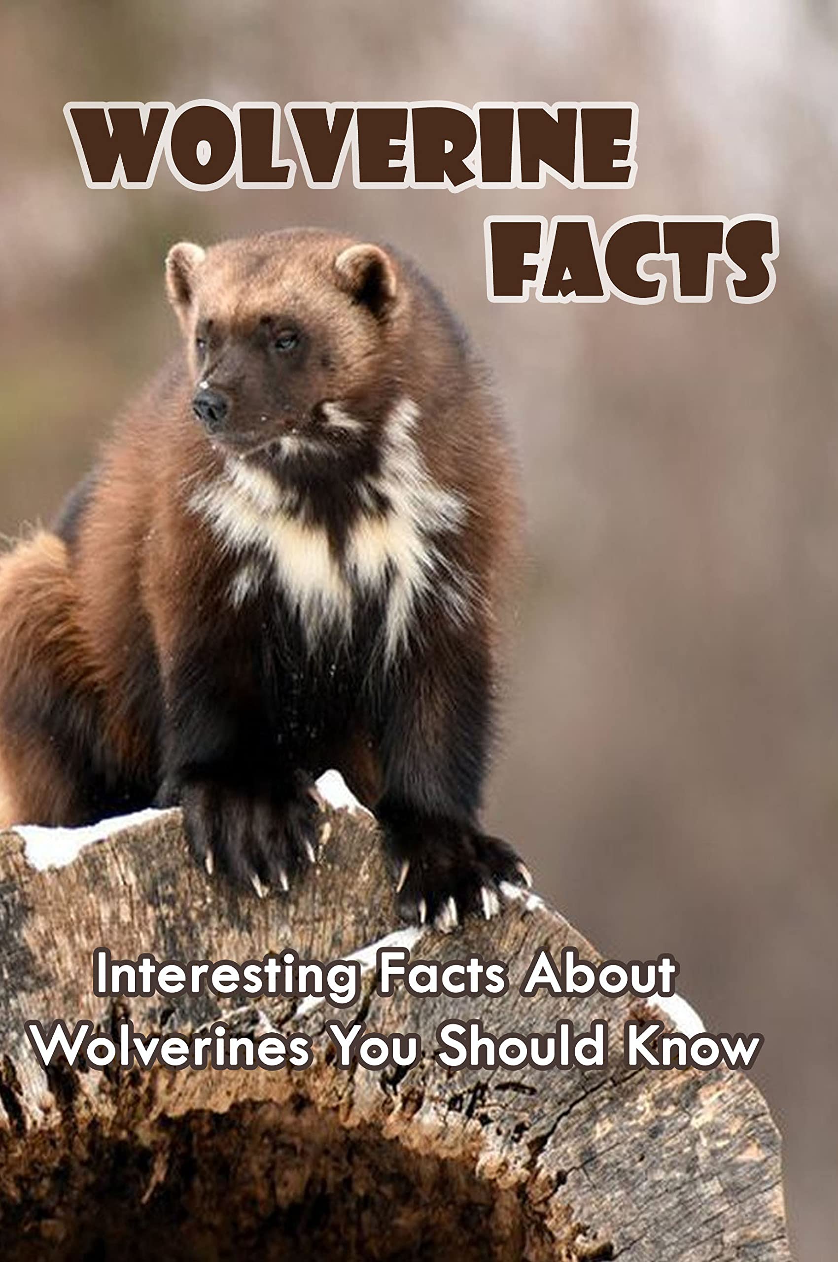Wolverine Facts: Interesting Facts About Wolverines You Should Know ...