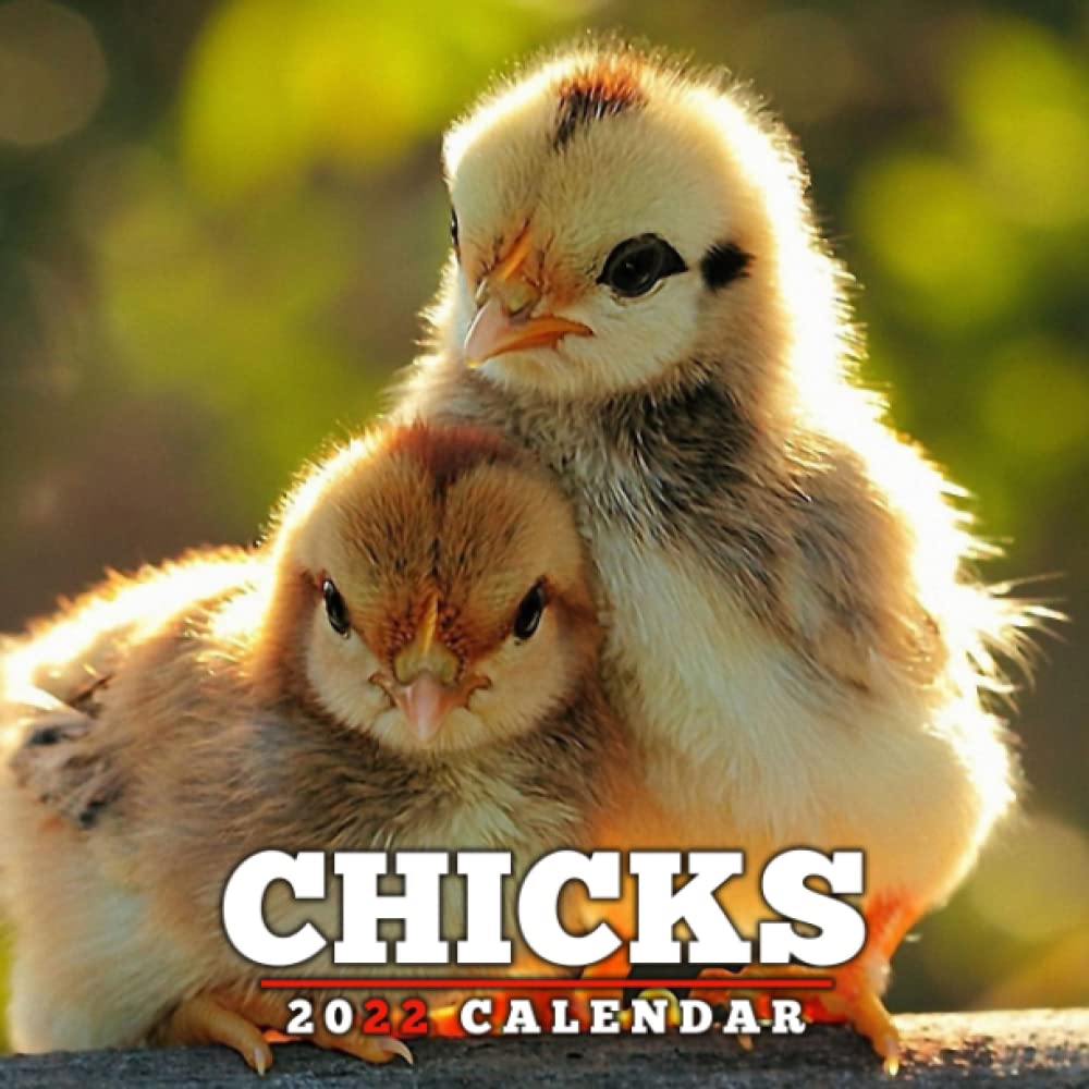 Cute Baby Chicks 2022 Calendar: Beautiful Animals Calendar 2022 ...