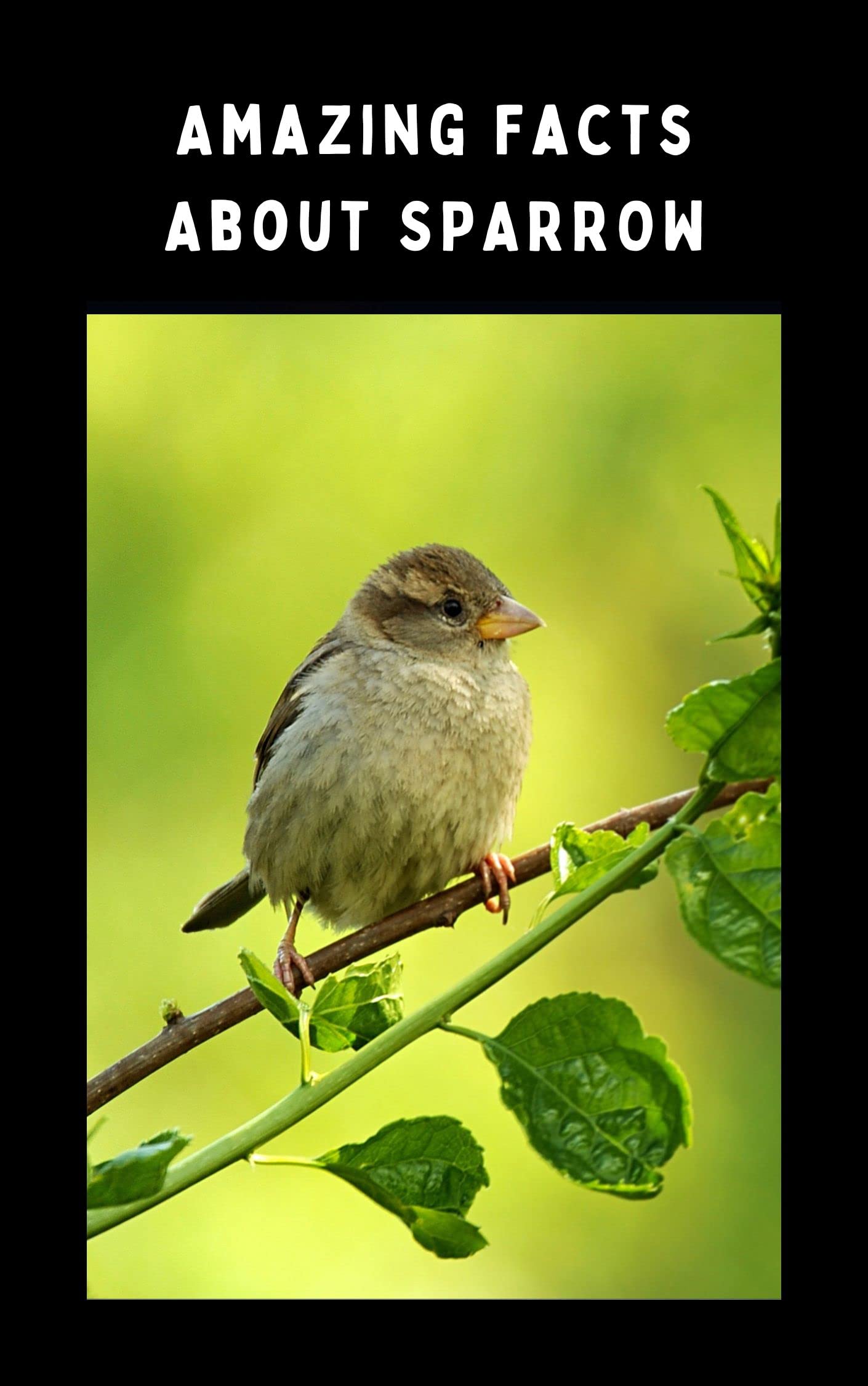 Amazing Facts About Sparrow: Interesting Facts About Sparrow by Mouras ...