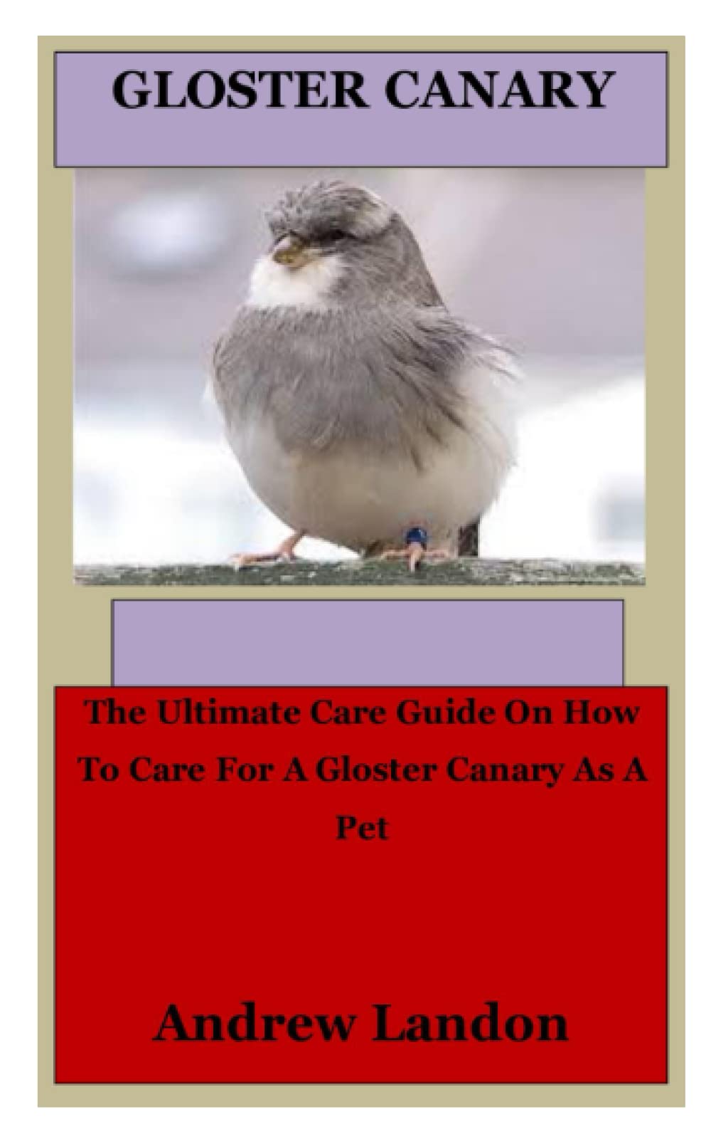 Gloster Canary: The Ultimate Care Guide On How To Care For A Gloster ...