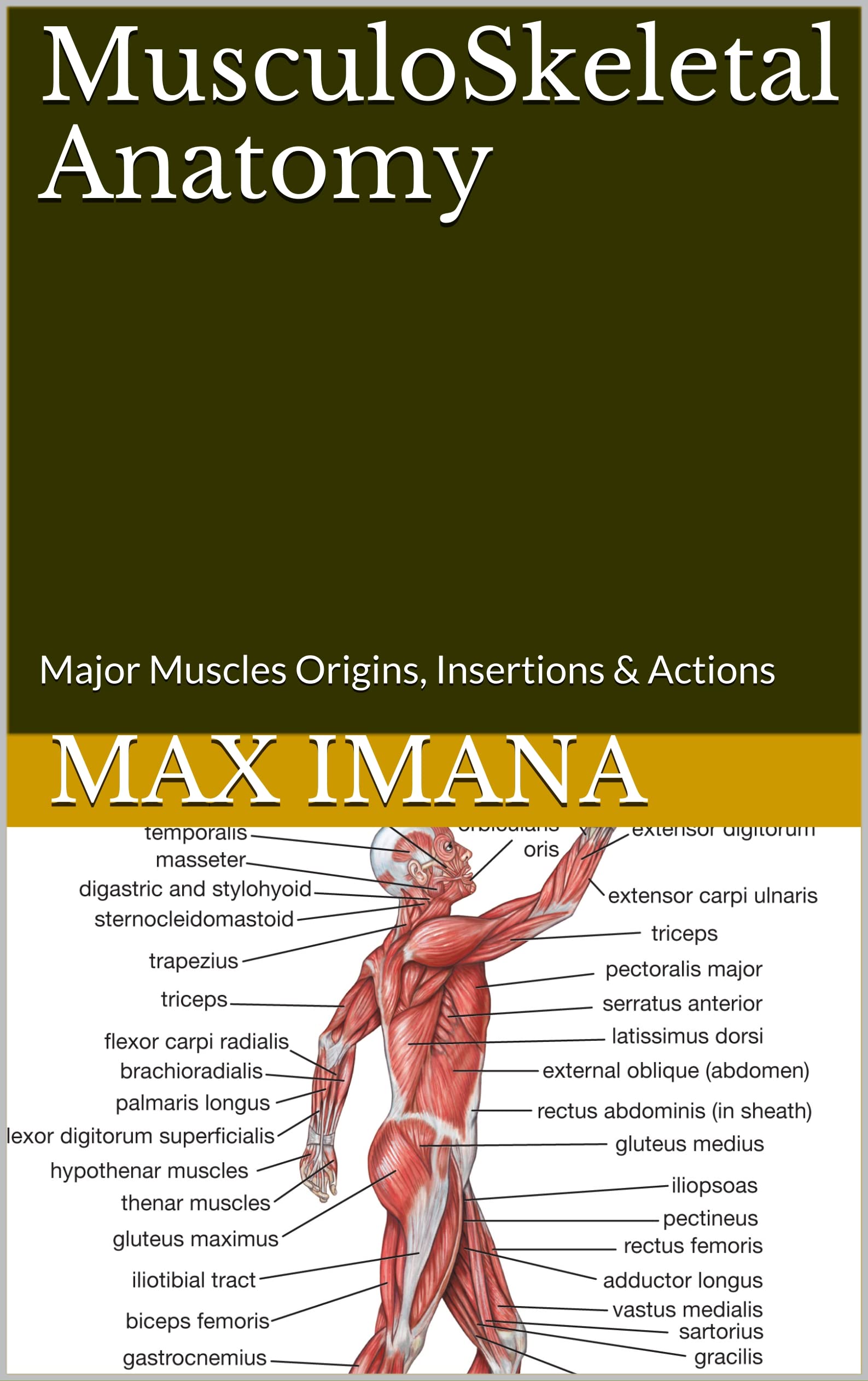 MusculoSkeletal Anatomy: Major Muscles Origins, Insertions & Actions by ...