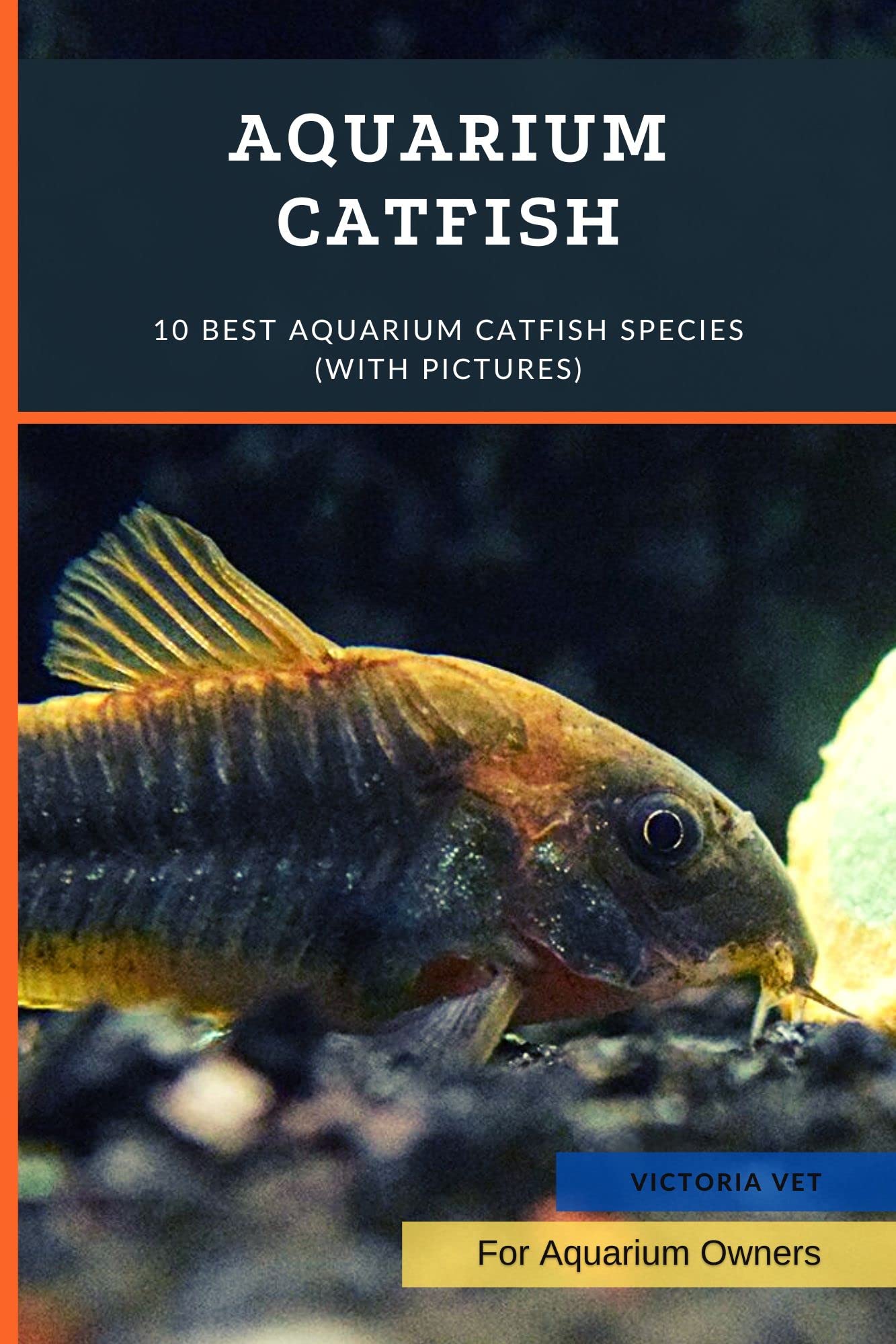 Aquarium Catfish: 10 Best Aquarium Catfish Species by Victoria Vet ...