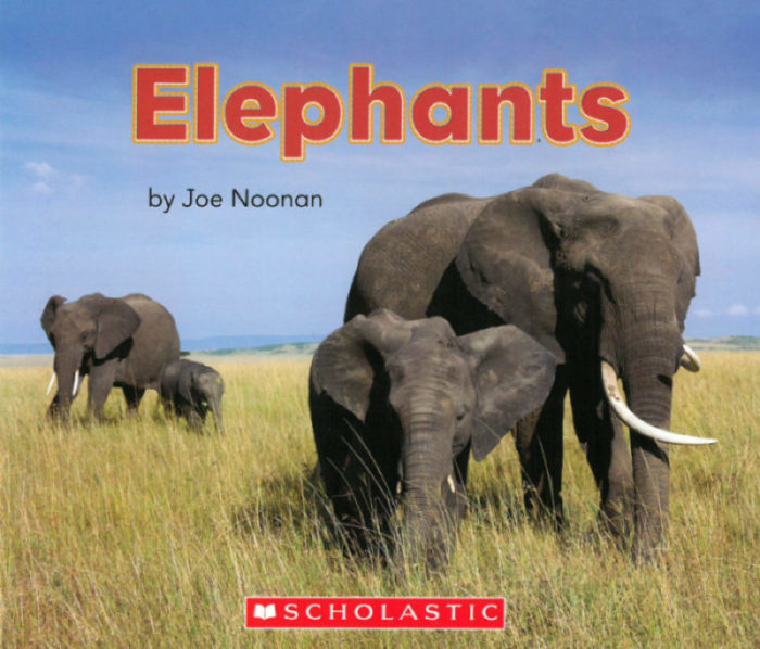 Elephants by Joe Noonan | Goodreads