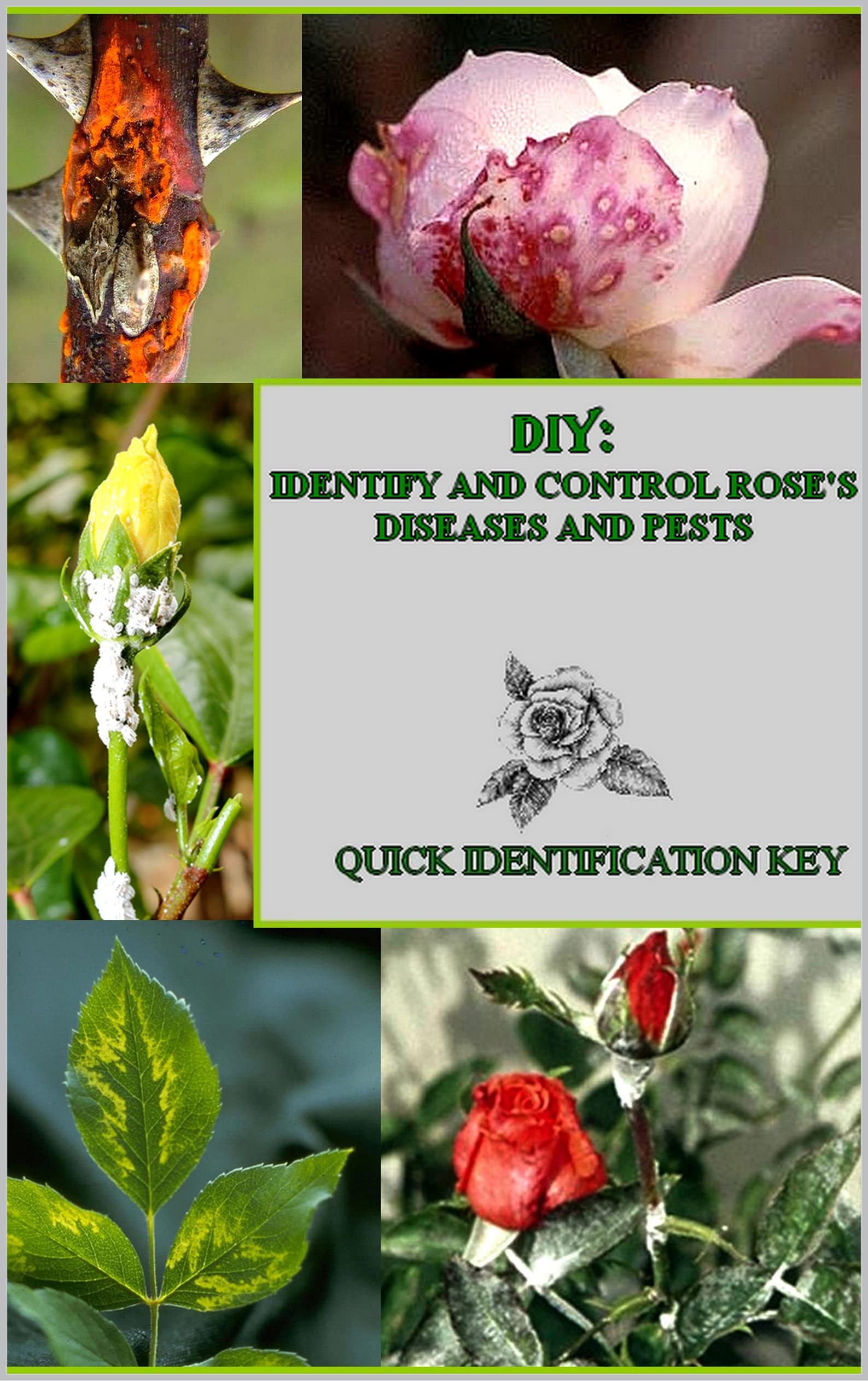 ROSES: IDENTIFY AND CONTROL ROSE'S DISEASES AND PESTS: Quick ...